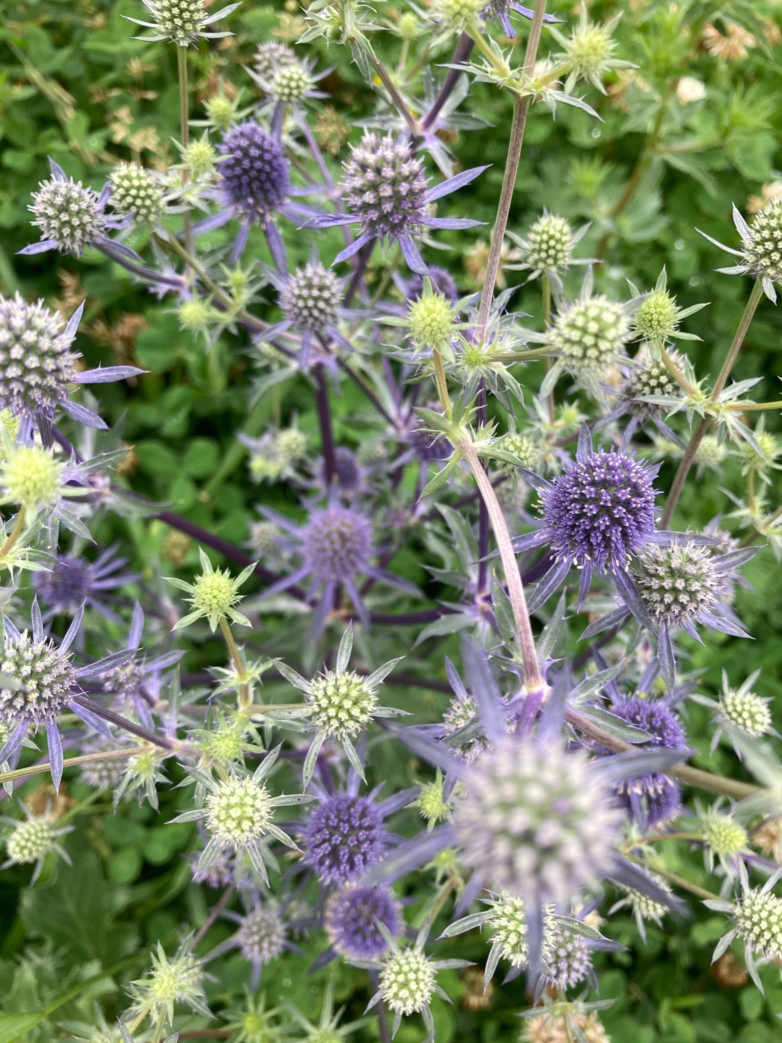 Sea Holly | Saltwater Seeds