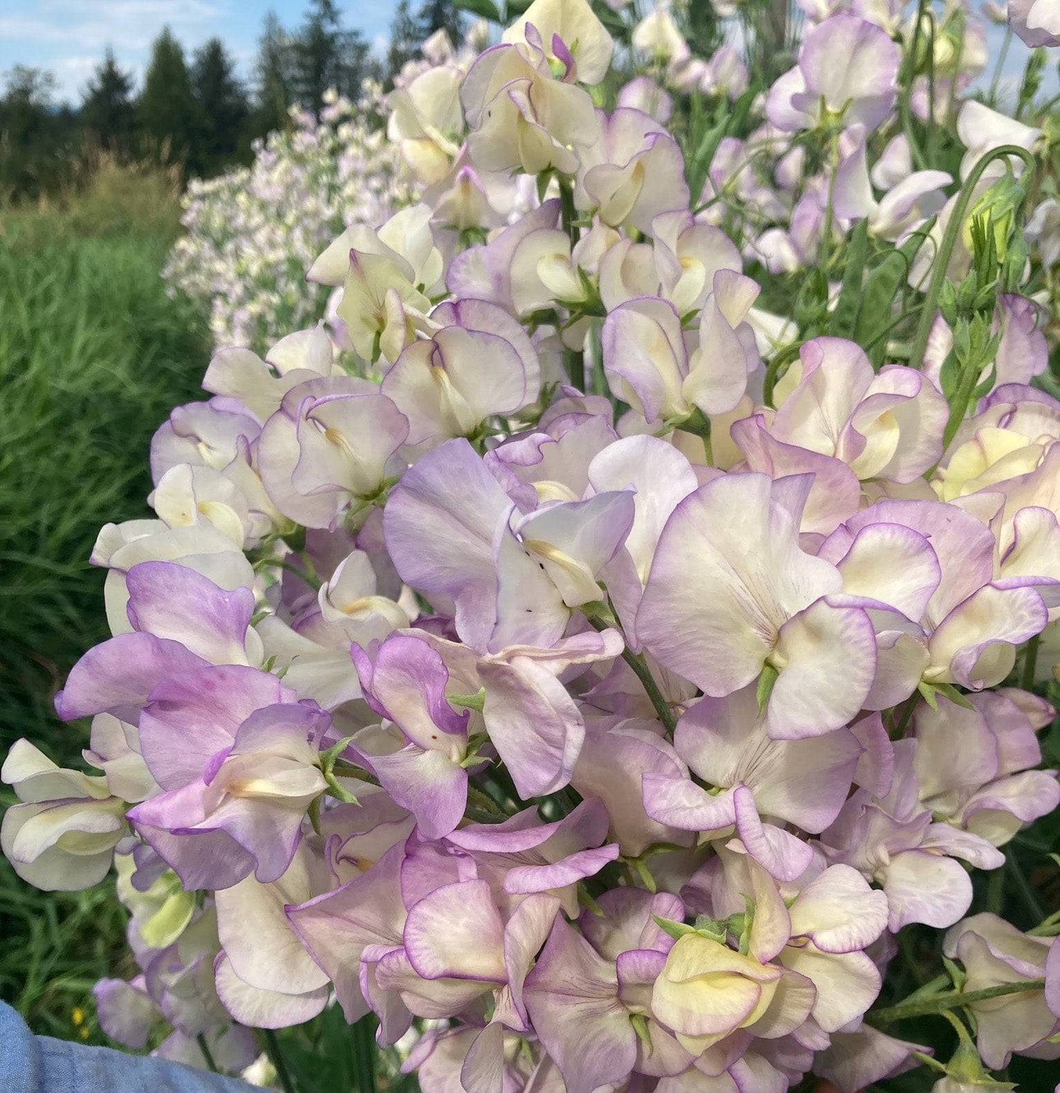 April in Paris Sweet Pea flower seed (Organic) | Saltwater Seeds