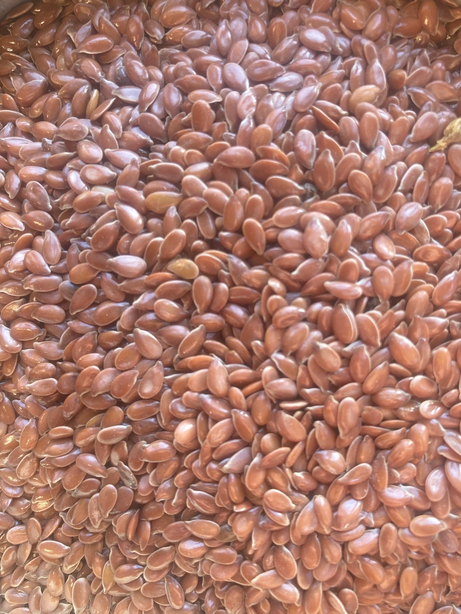 Linore Fiber Flax | Saltwater Seeds