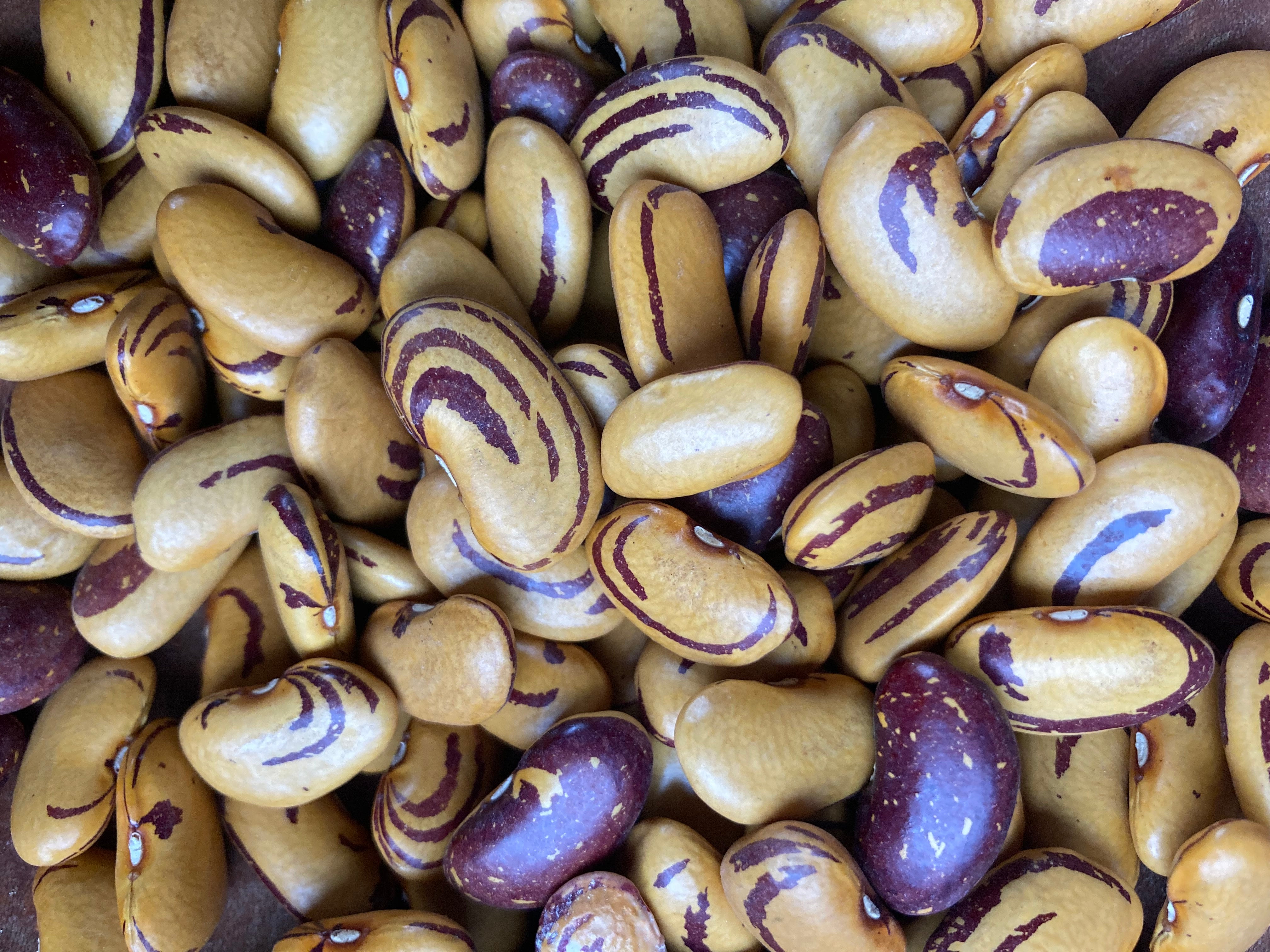 Tigers Eye dry bush bean seed | Saltwater Seeds