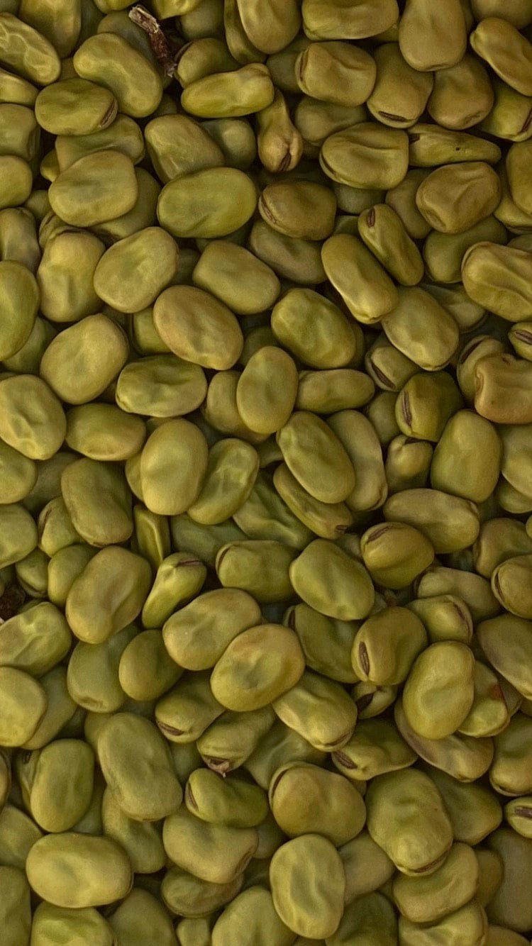 Crimson Flower Fava | Saltwater Seeds