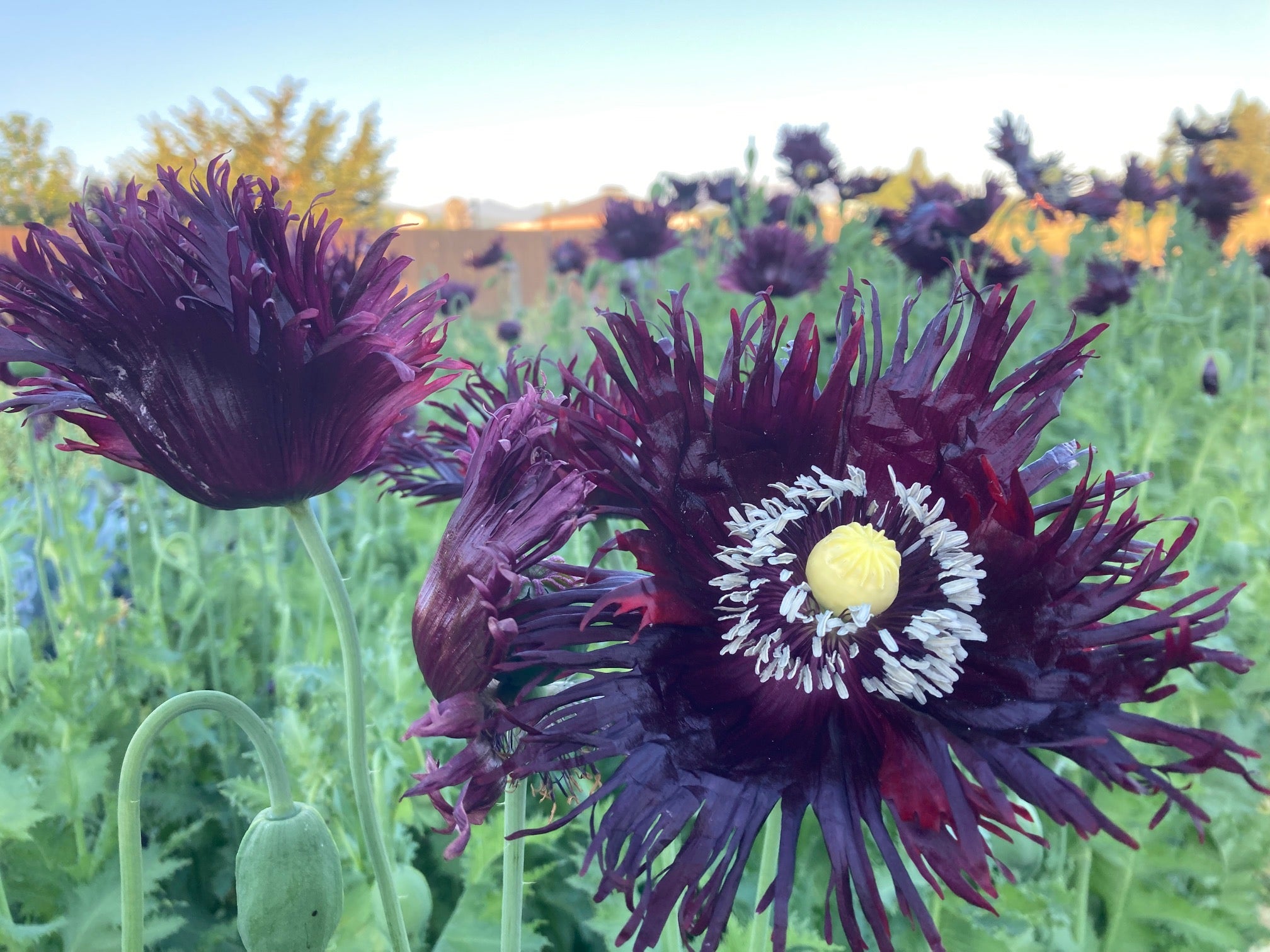 Black Swan Poppy | Saltwater Seeds