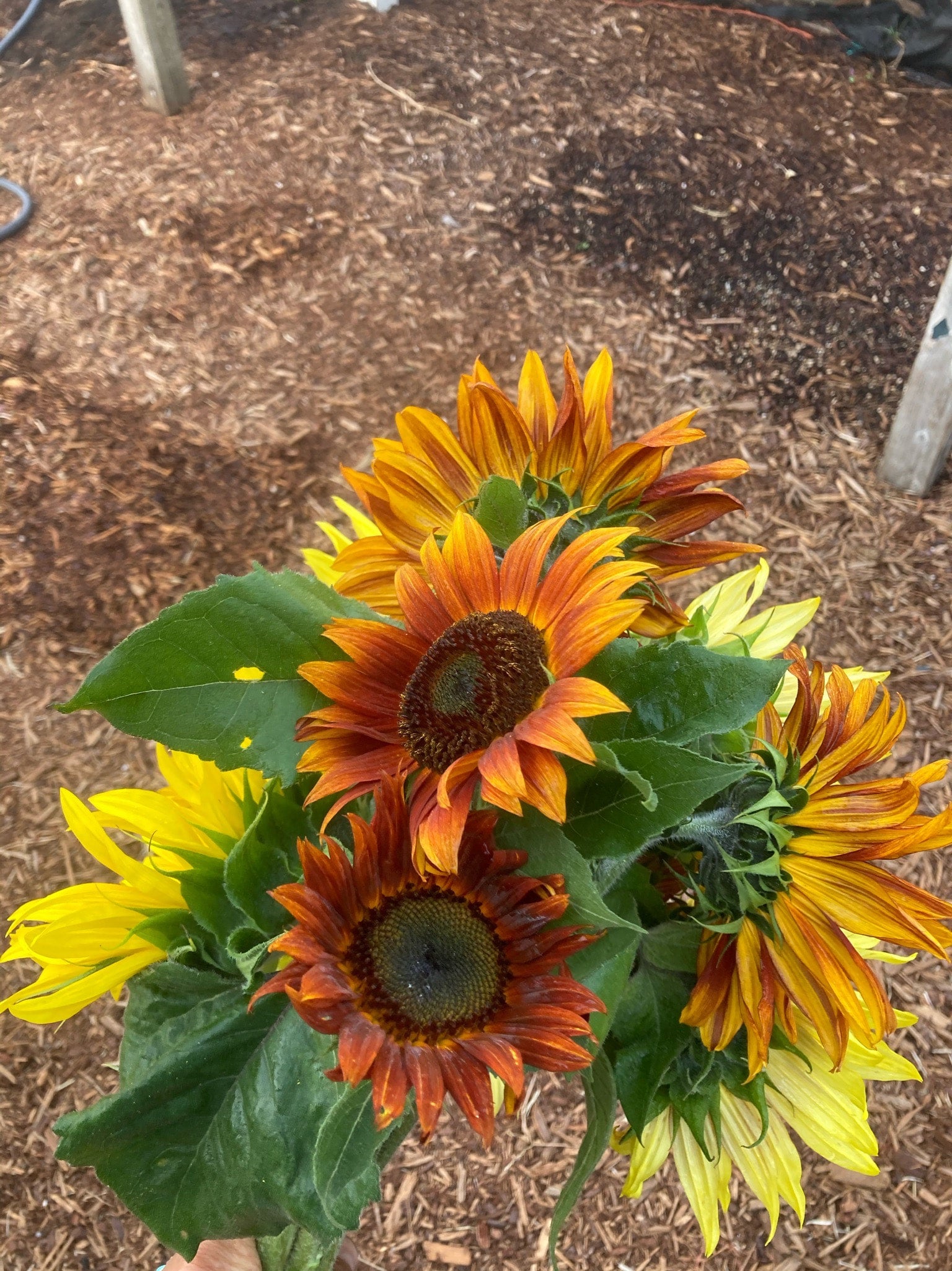 Sunflower Mix | Saltwater Seeds