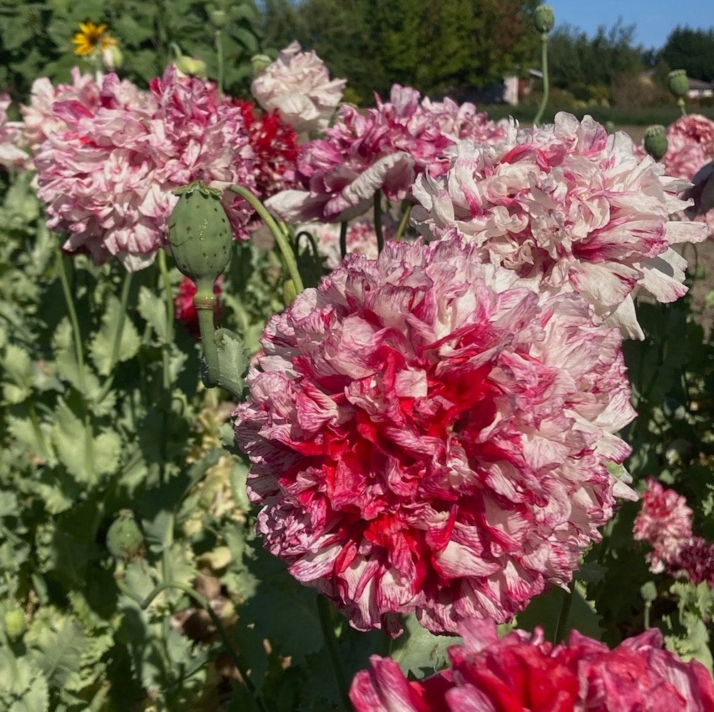 Flemish Antique Poppy | Saltwater Seeds