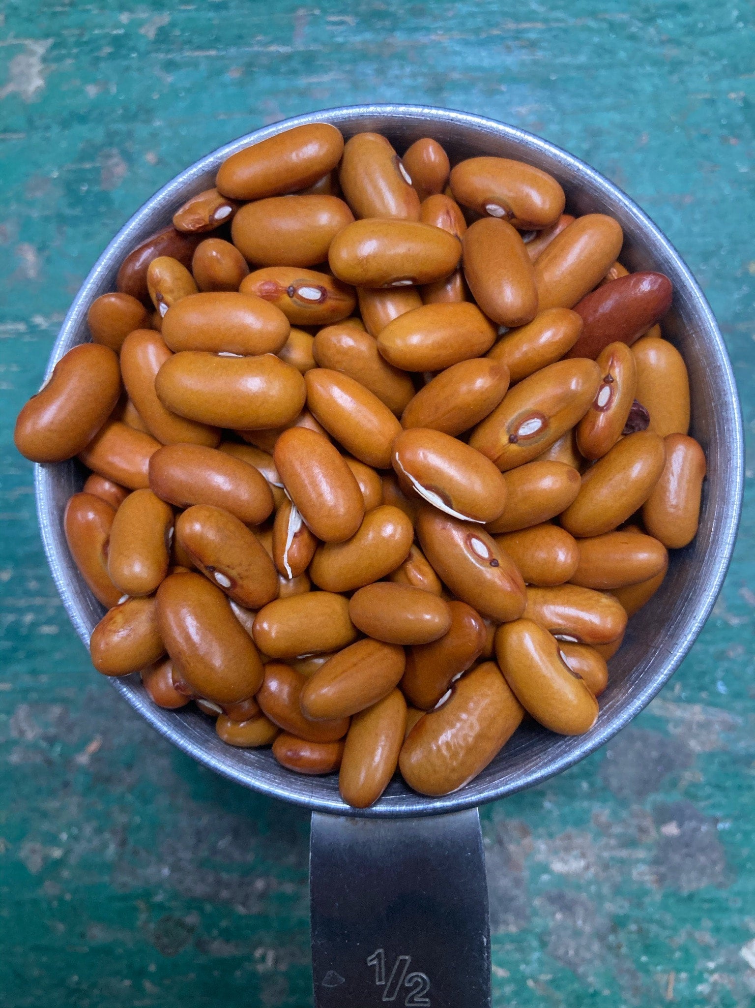 Golden Gaucho Bean | Saltwater Seeds