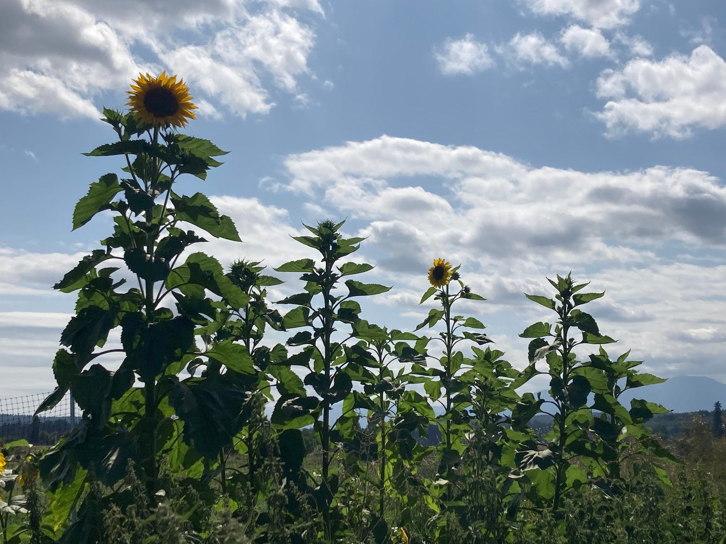Sunflower Mix | Saltwater Seeds