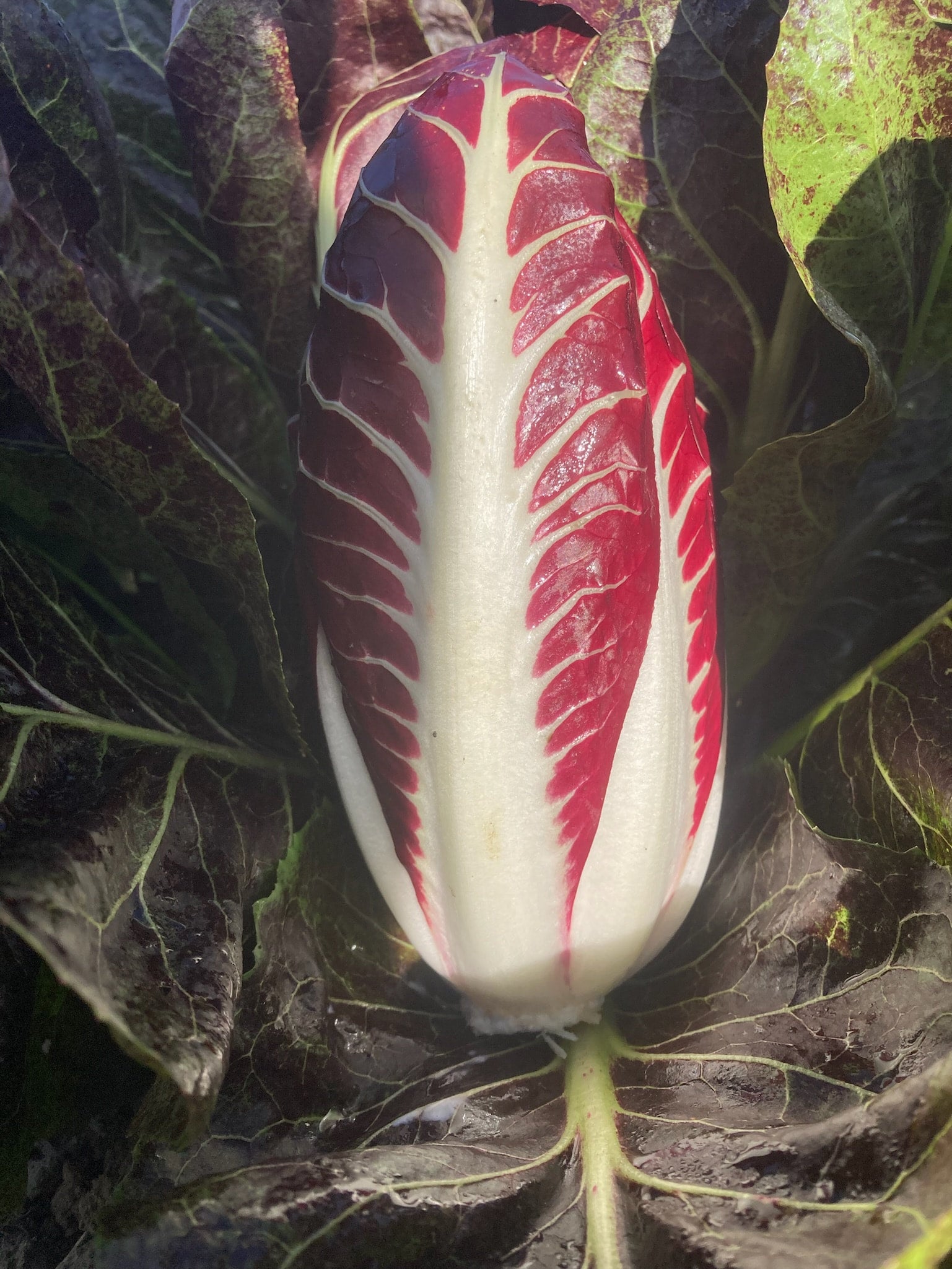 Treviso Radicchio | Saltwater Seeds