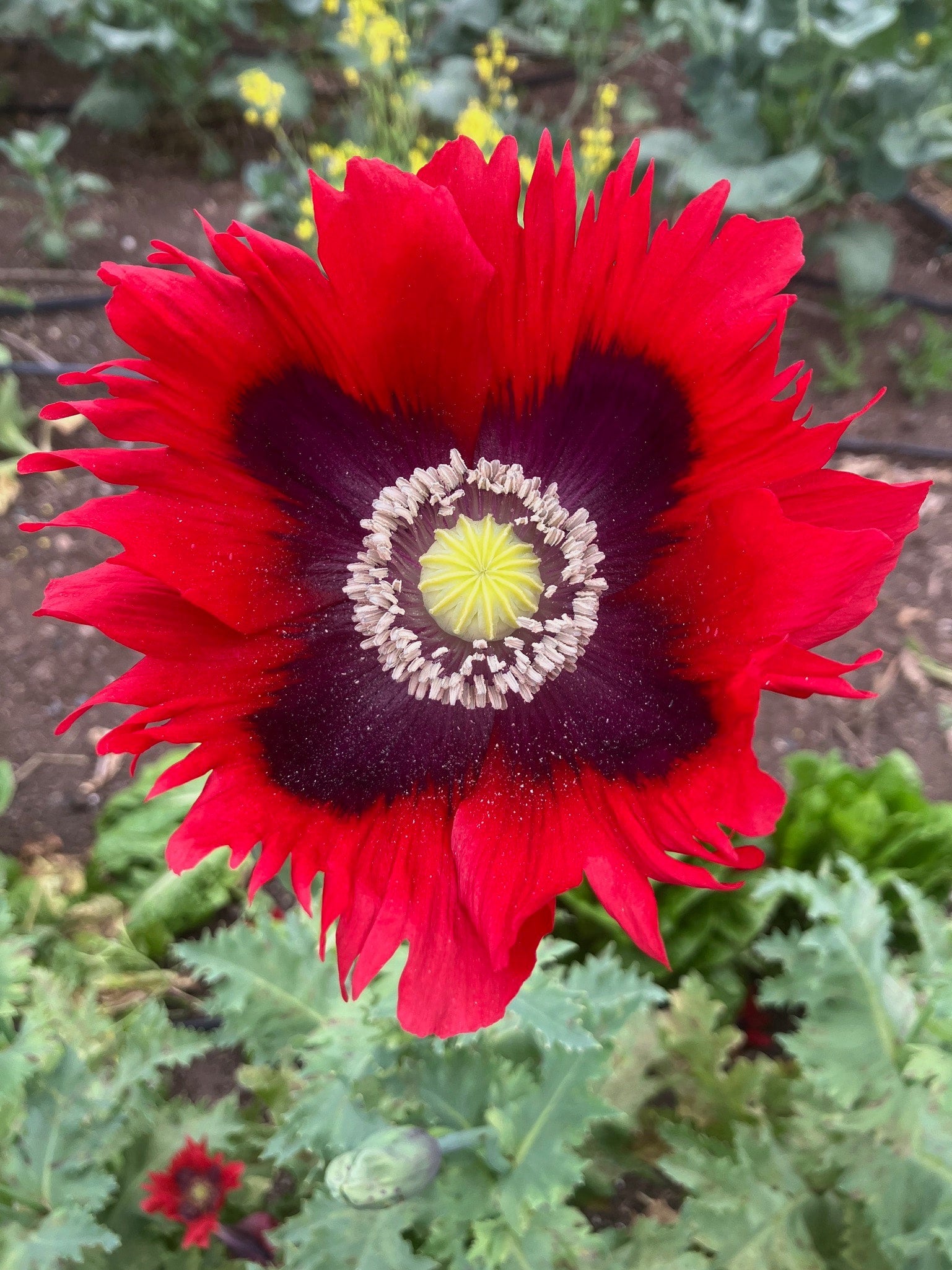 Red Ragged Poppy | Saltwater Seeds