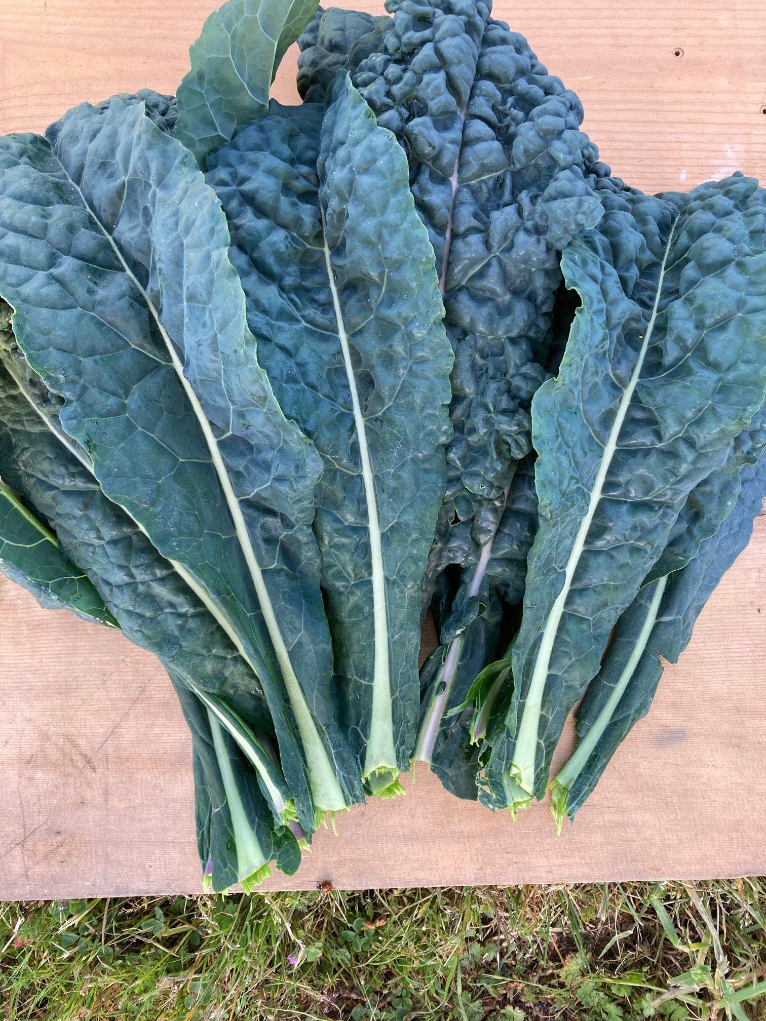 Dino Kale | Saltwater Seeds