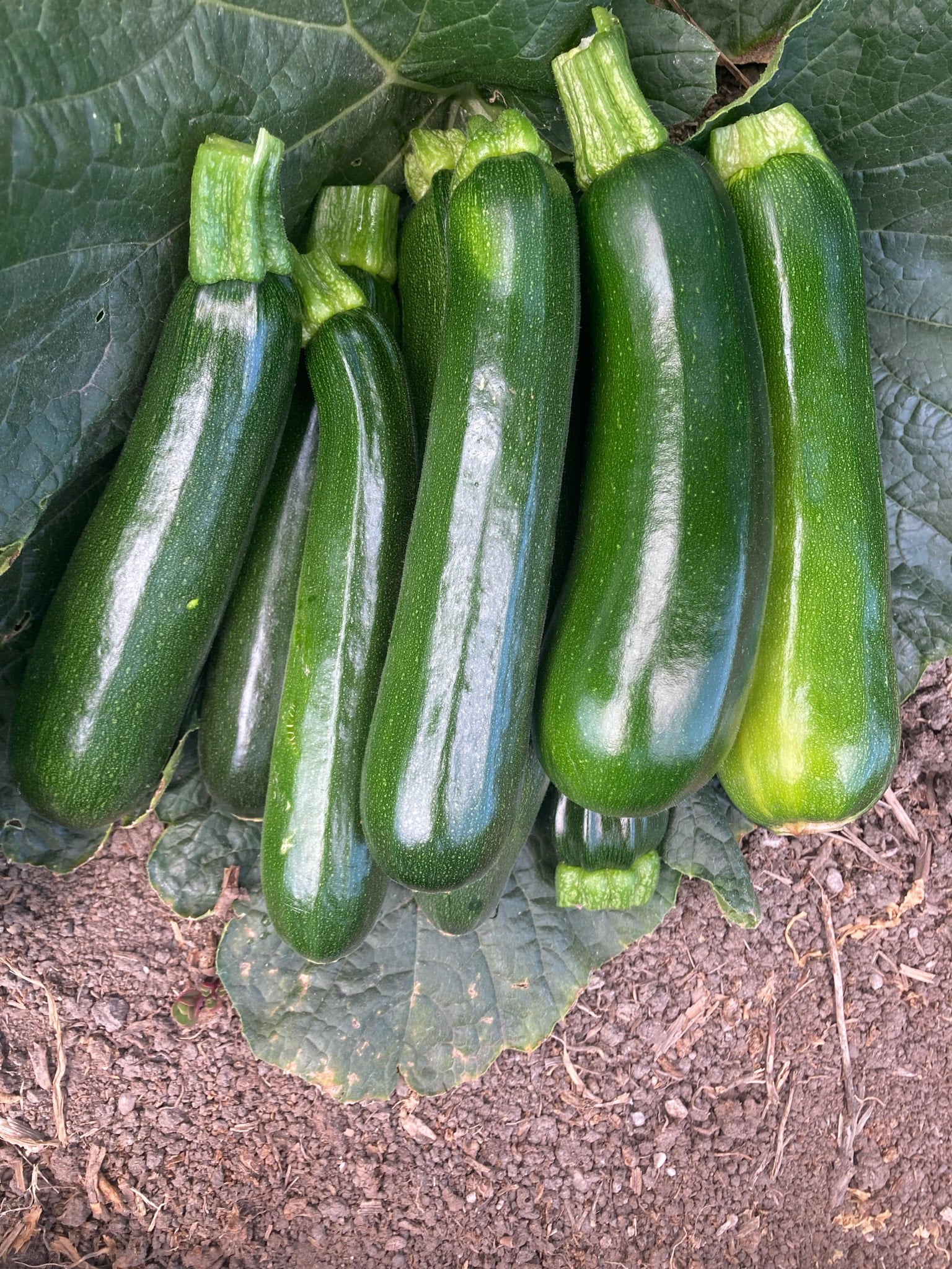 dark star zucchini | Saltwater Seeds