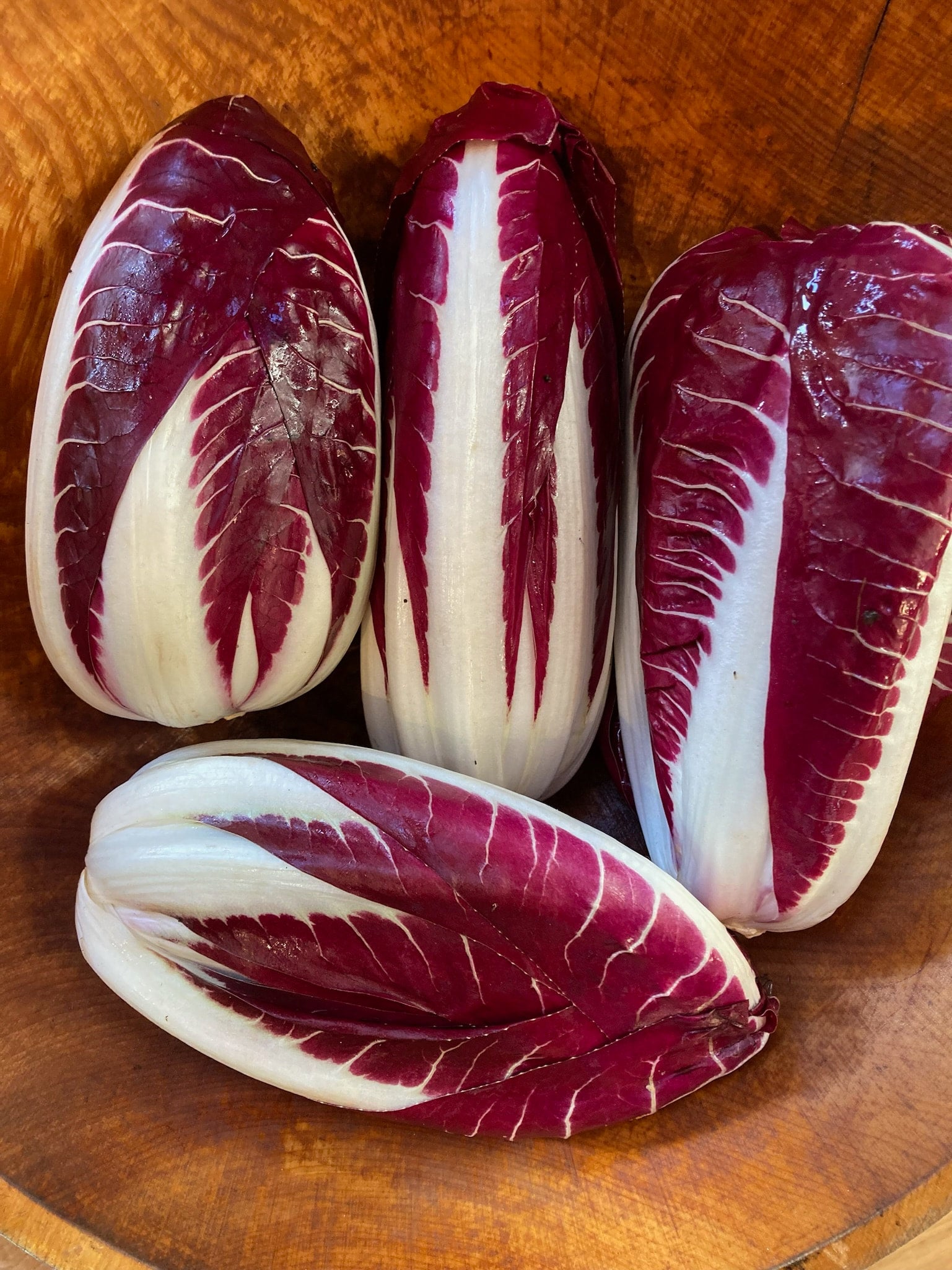 Treviso Radicchio | Saltwater Seeds