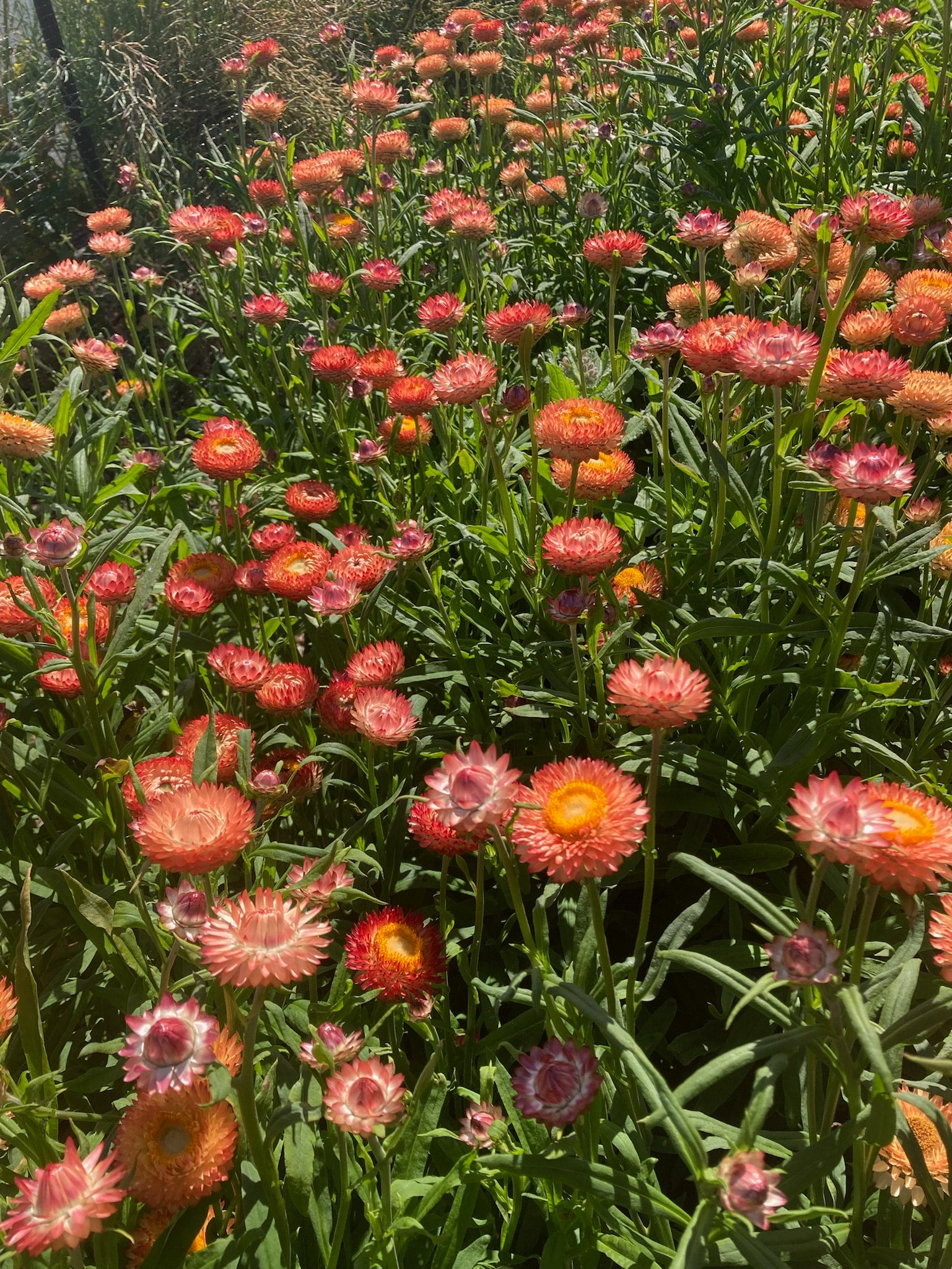 Strawflower | Saltwater Seeds