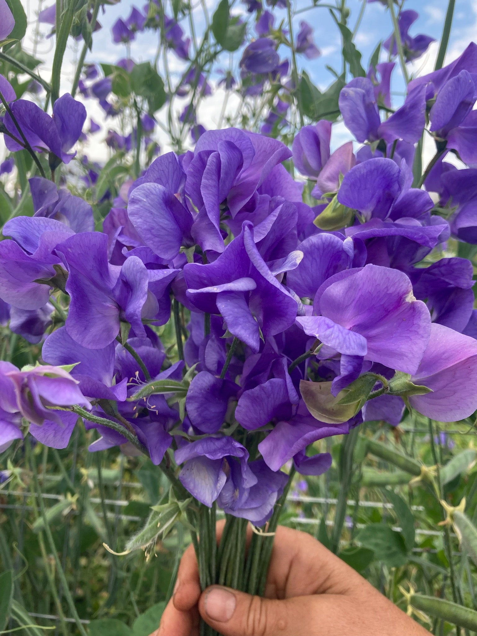 Sweet Pea | Saltwaterseeds