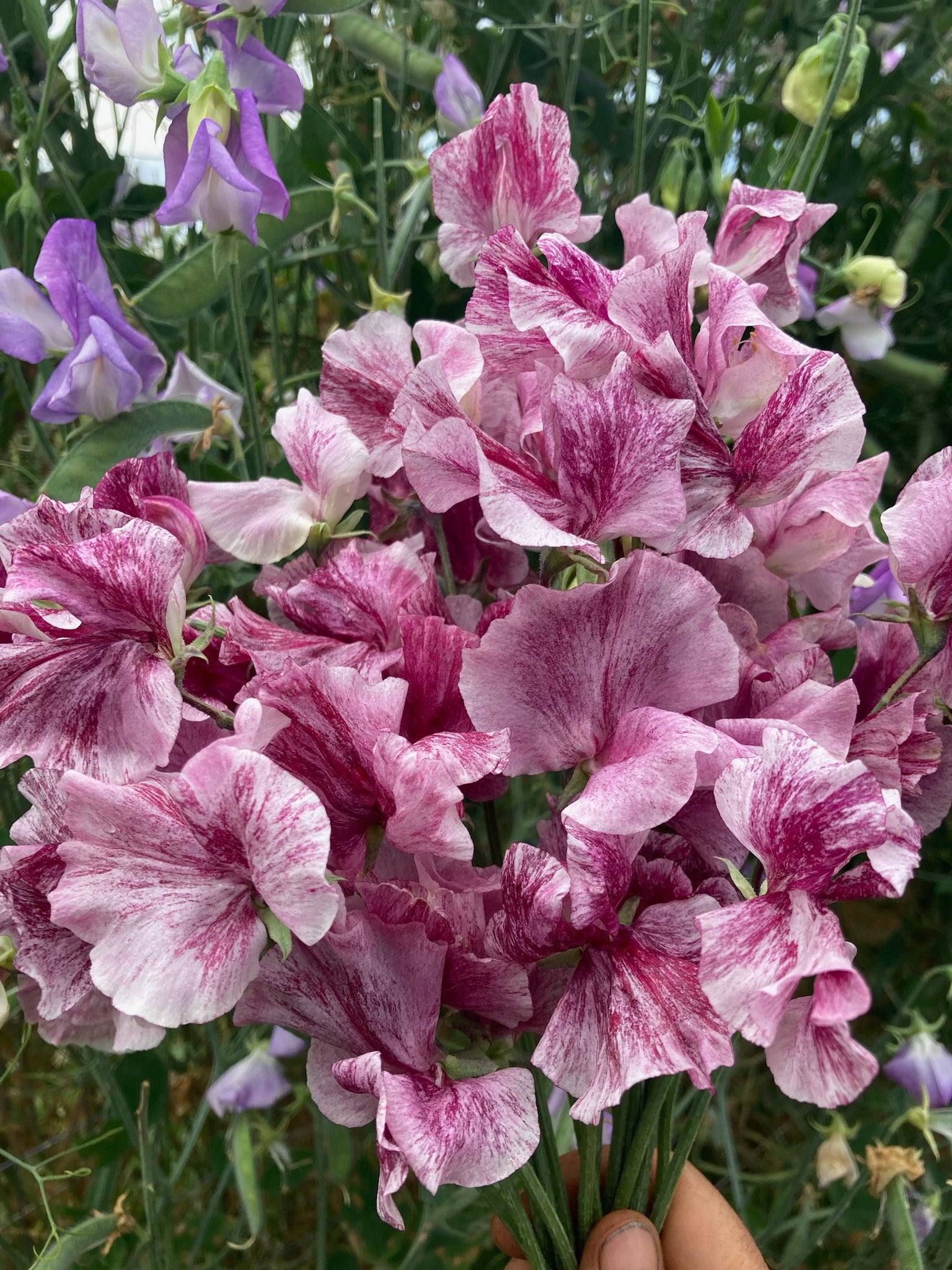 Sweet Pea | Saltwaterseeds