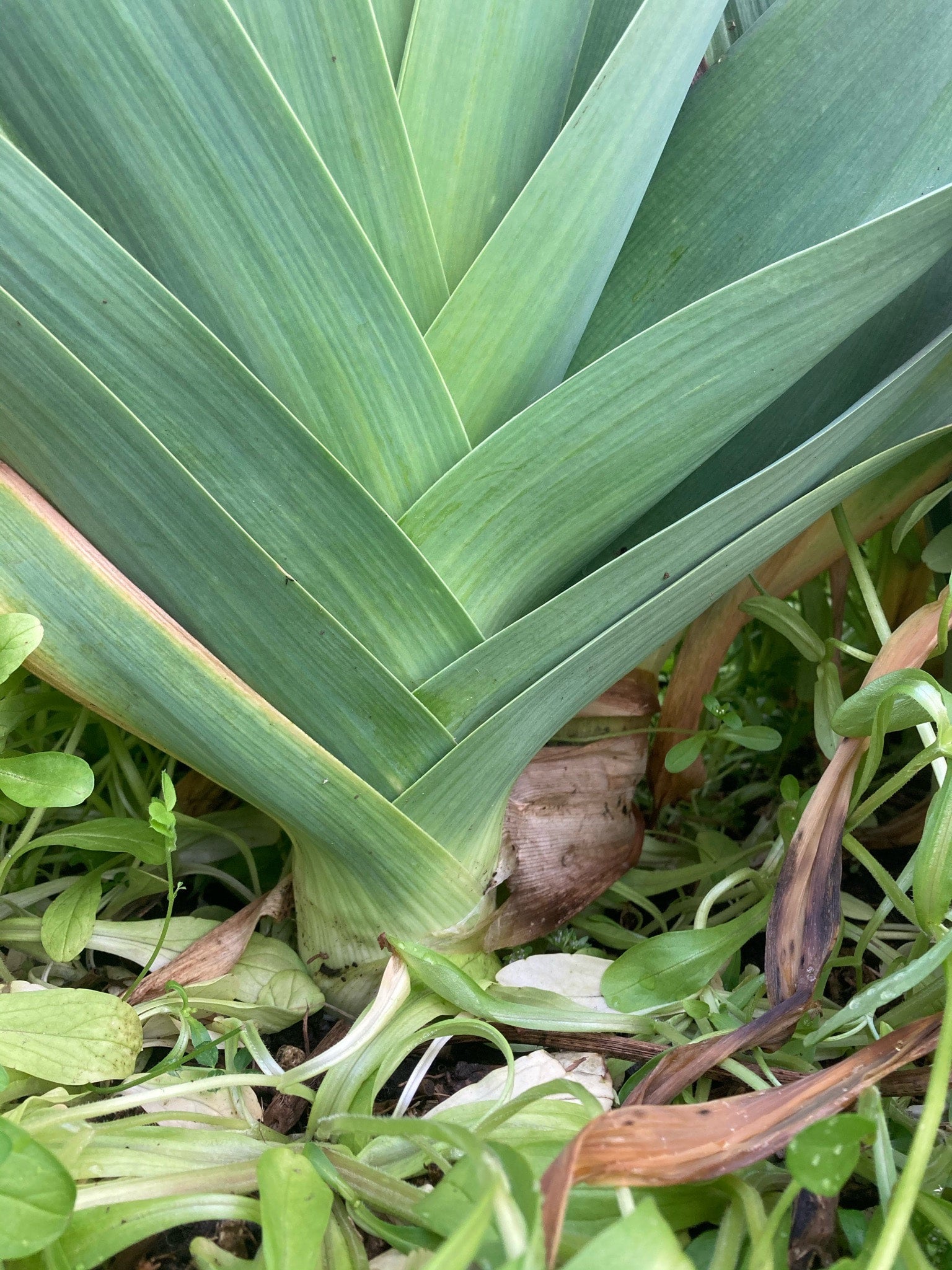 Leeks Plant