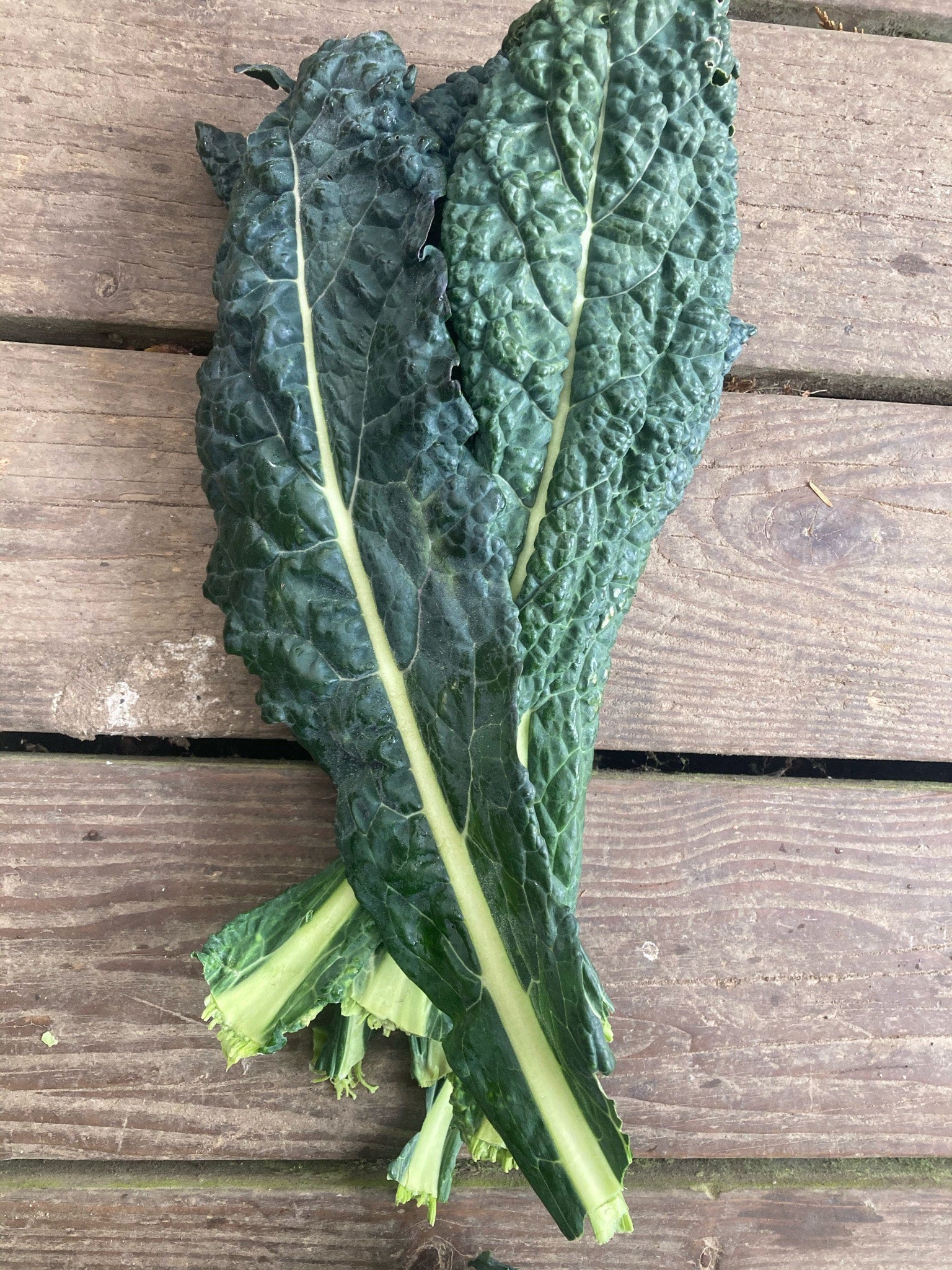 Dino Kale | Saltwater Seeds