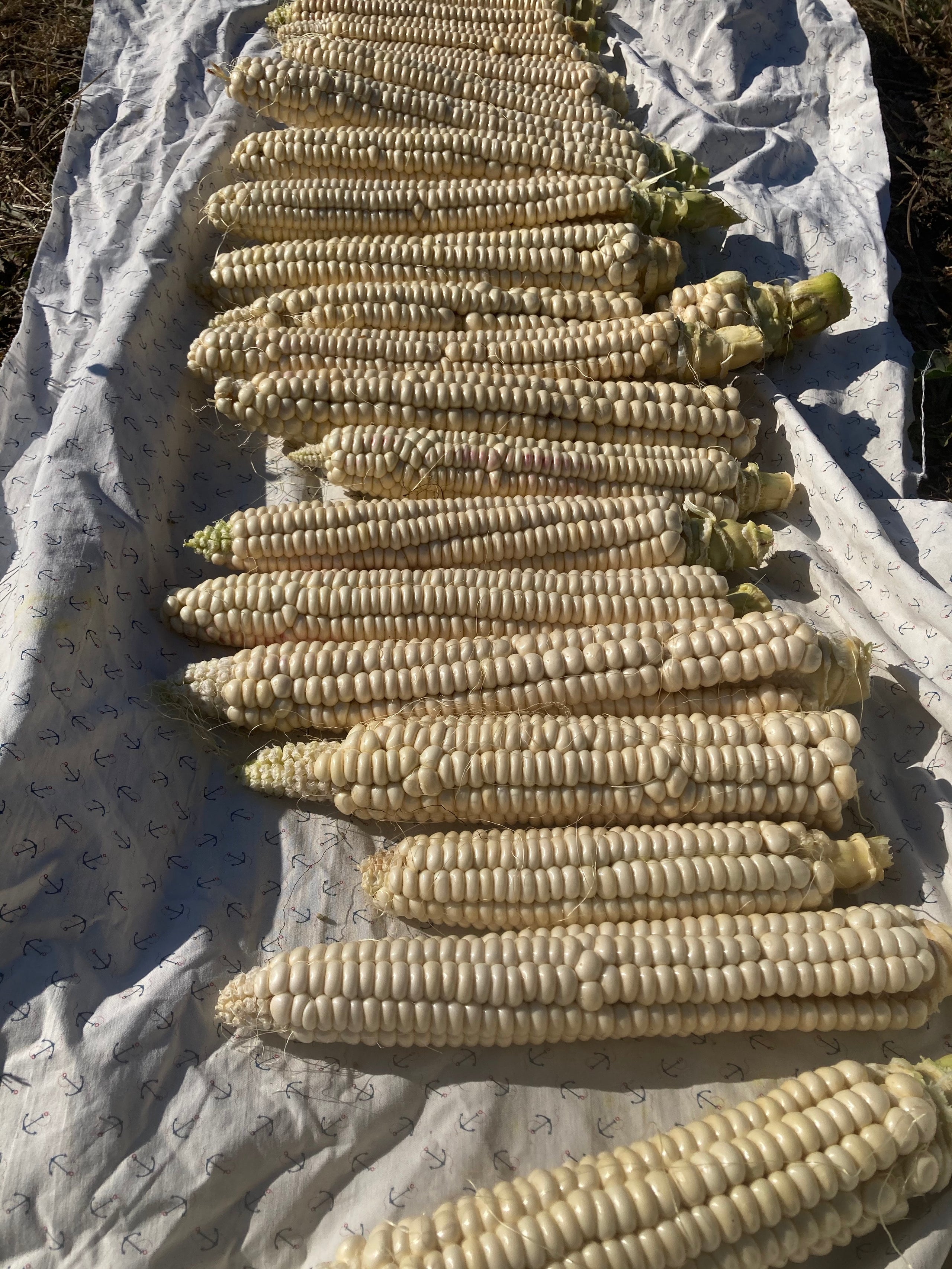 Tuscarora White Flour Corn | Saltwater Seeds