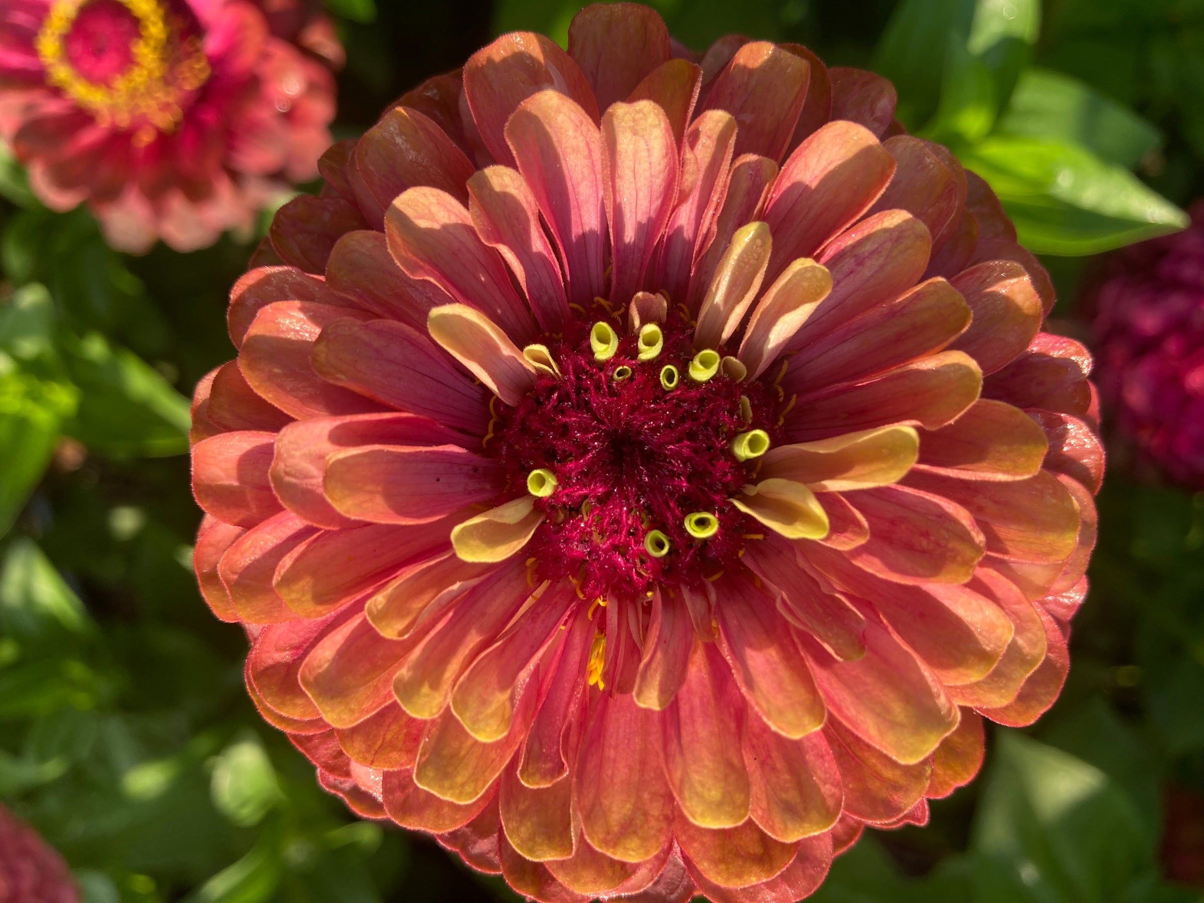 Queen Red Lime Zinnia Plants