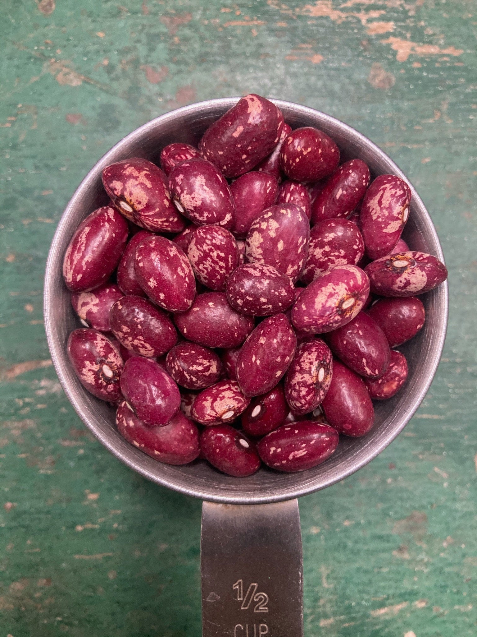 Whipple Dry Bush Bean | Saltwater Seeds