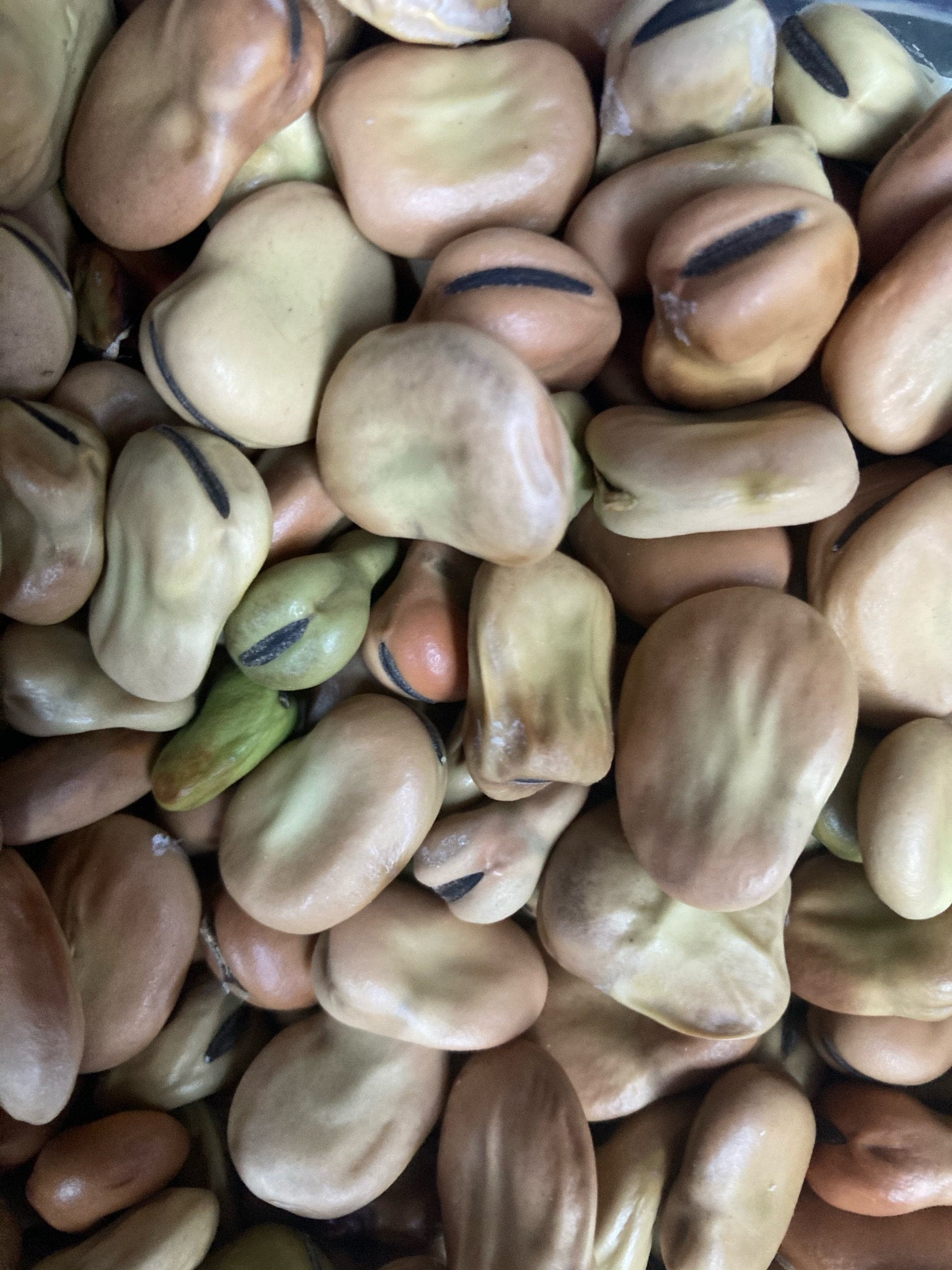 Long Yellow Fava (Organic) - 1 lb | Saltwater Seeds