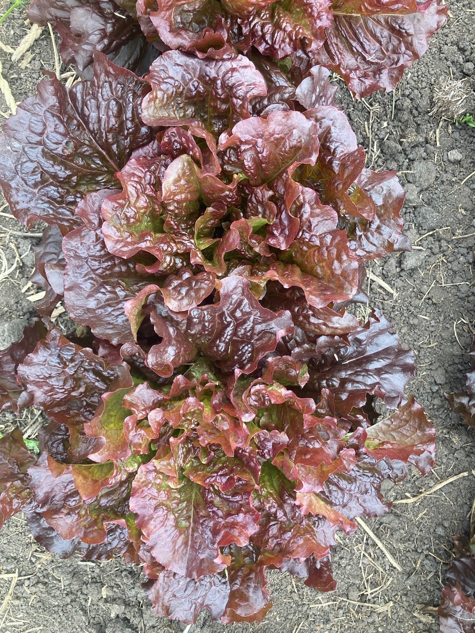Outredgeous lettuce | Saltwater Seeds