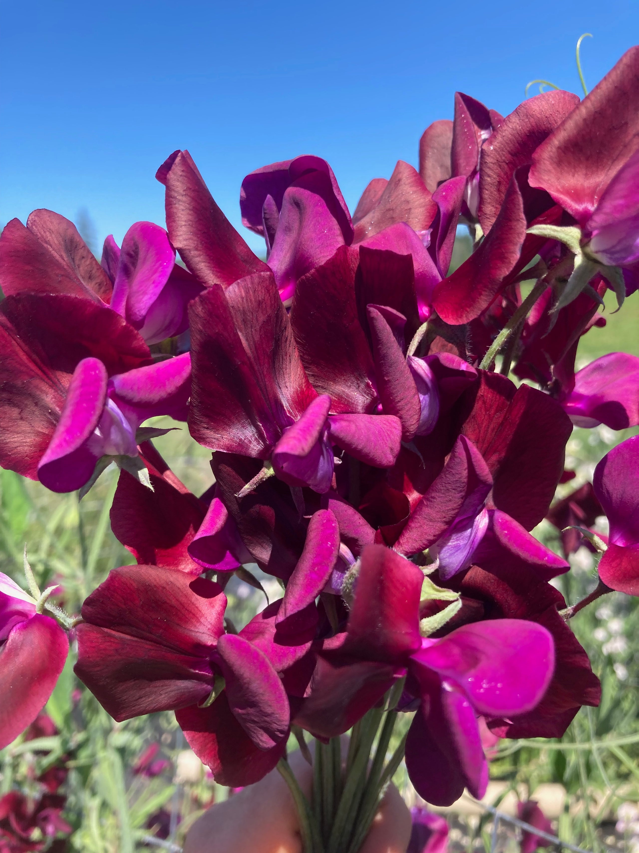 Oatsplanter Burgundy Organic Saltwaterseeds oatsplanter-burgundy-organic-saltwaterseeds