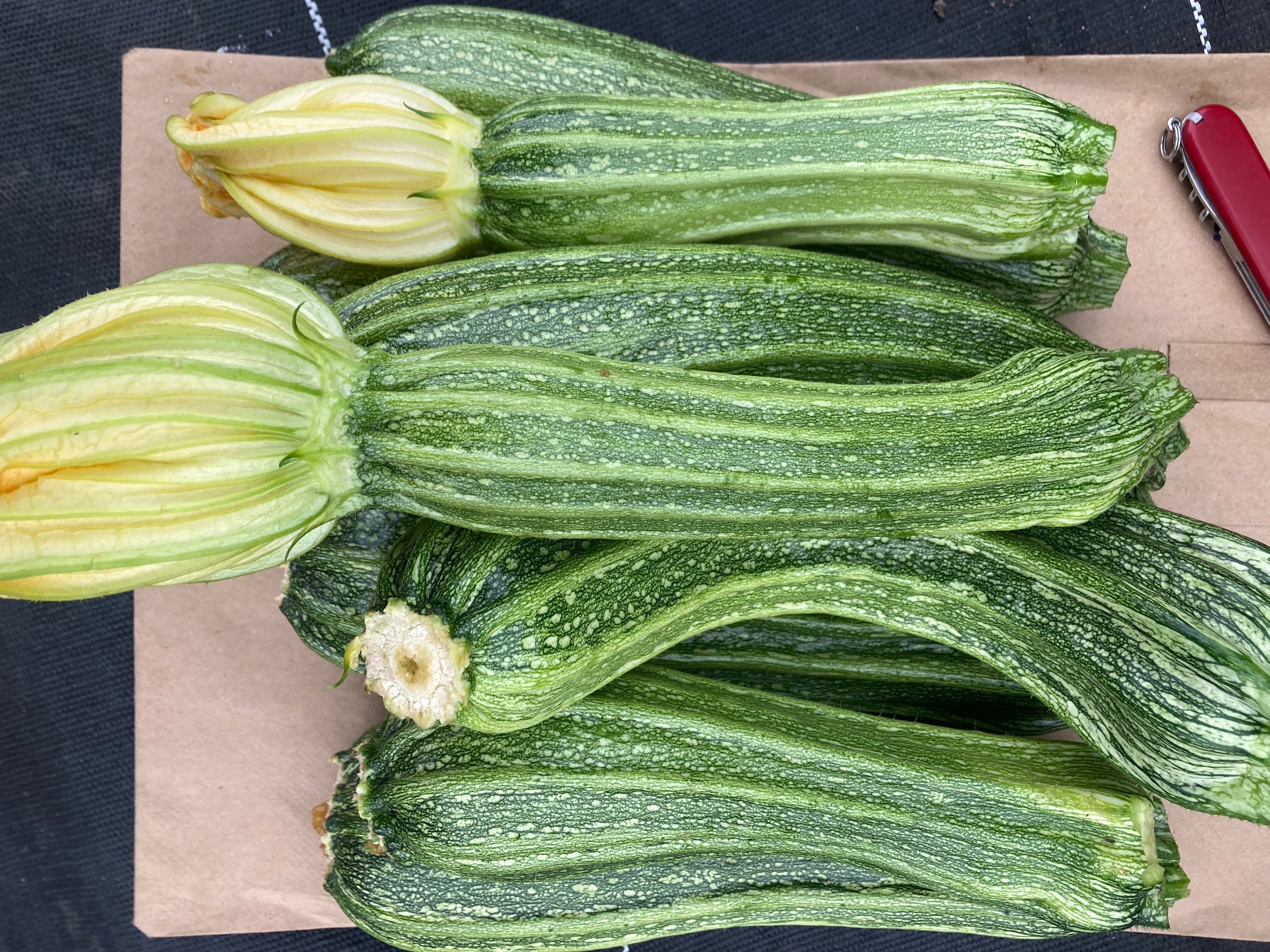 Costata Romanesco Zucchini (Organic) | Saltwater Seeds