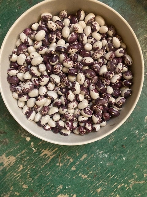 Polka Dot Dance Bean (Organic) | Saltwater Seeds