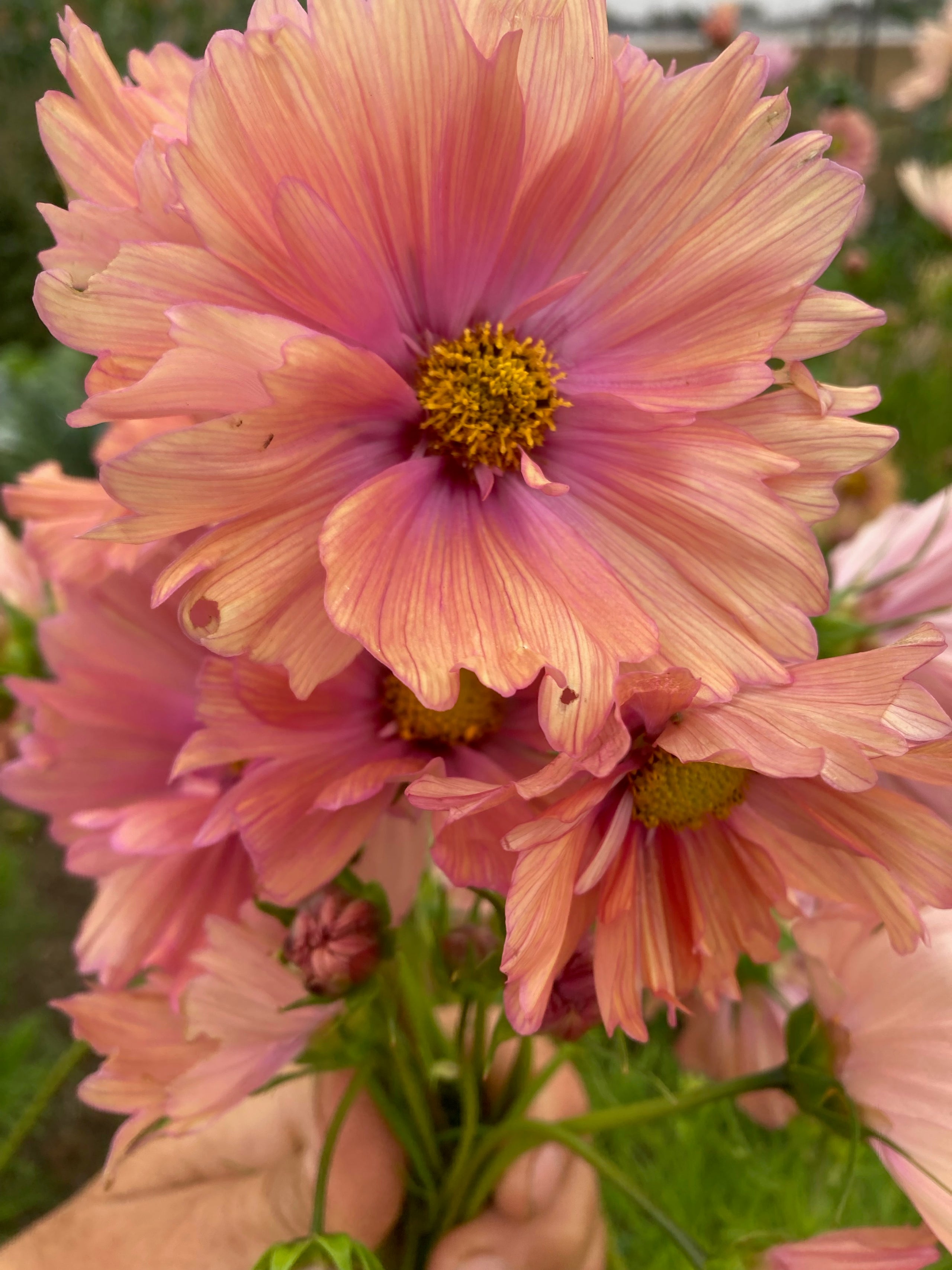 Apricota Cosmos | Saltwater Seeds