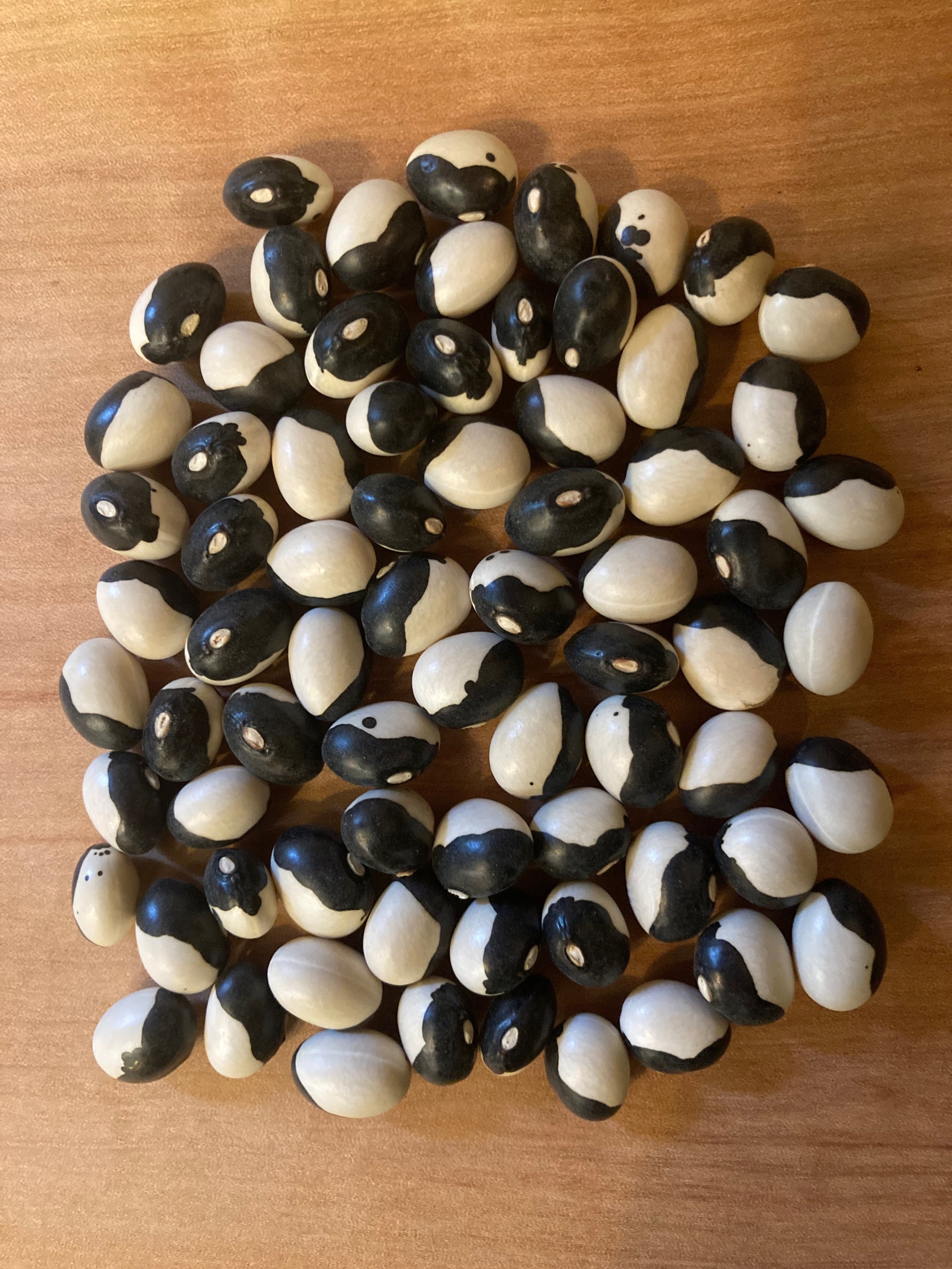 Orca Bean | Saltwater Seeds