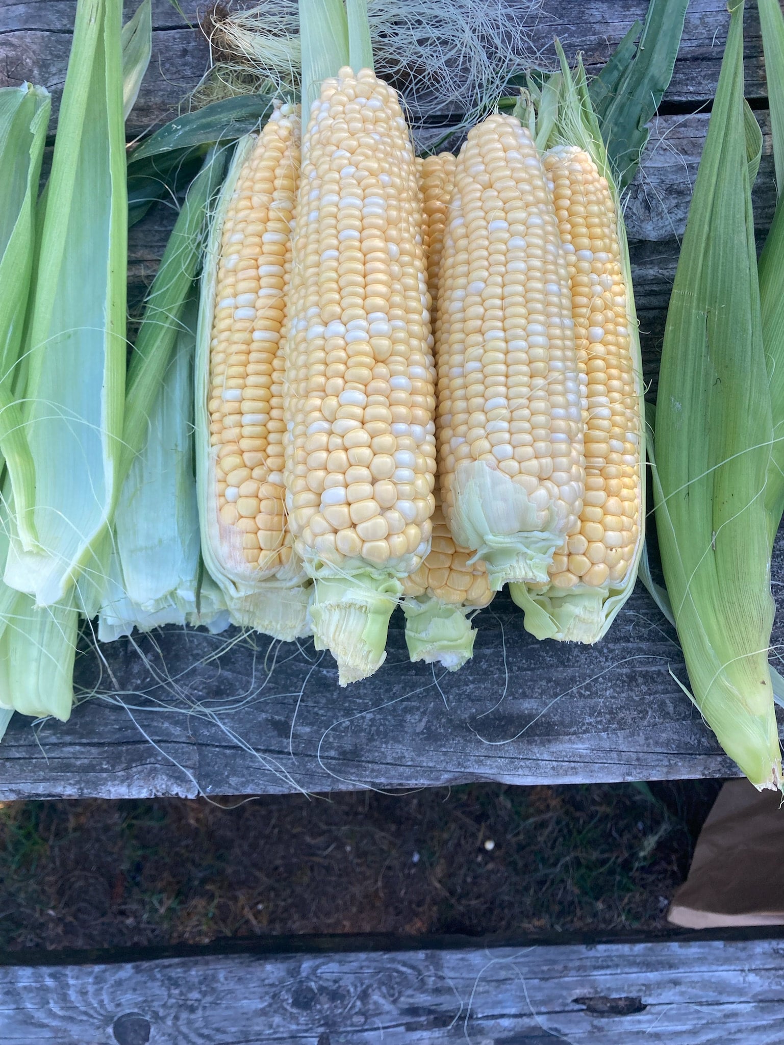 Sweet Tooth - Sweet Corn | Saltwater Seeds