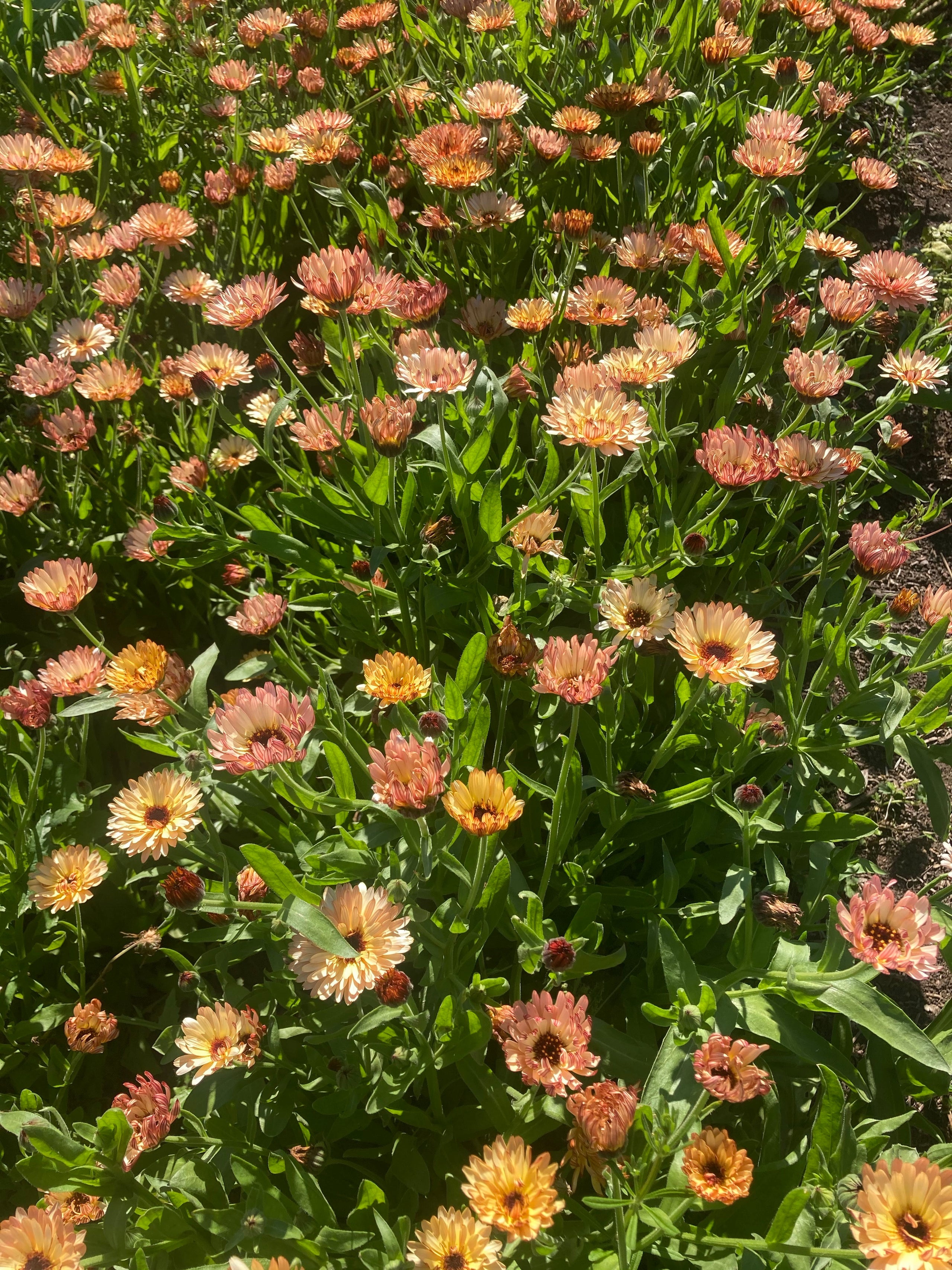Zeolights Calendula | Saltwater Seeds