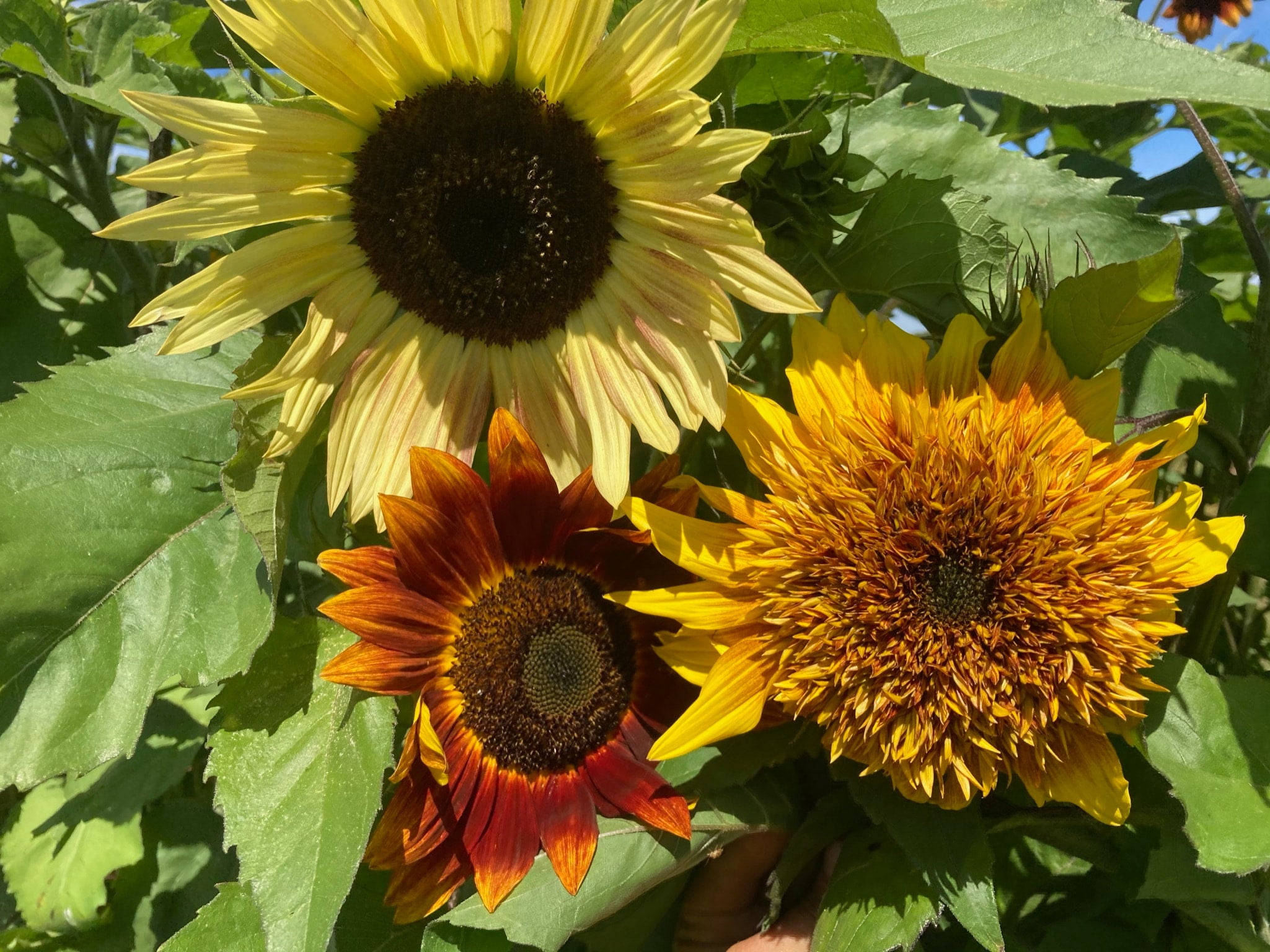 Sunflower Mix | Saltwater Seeds