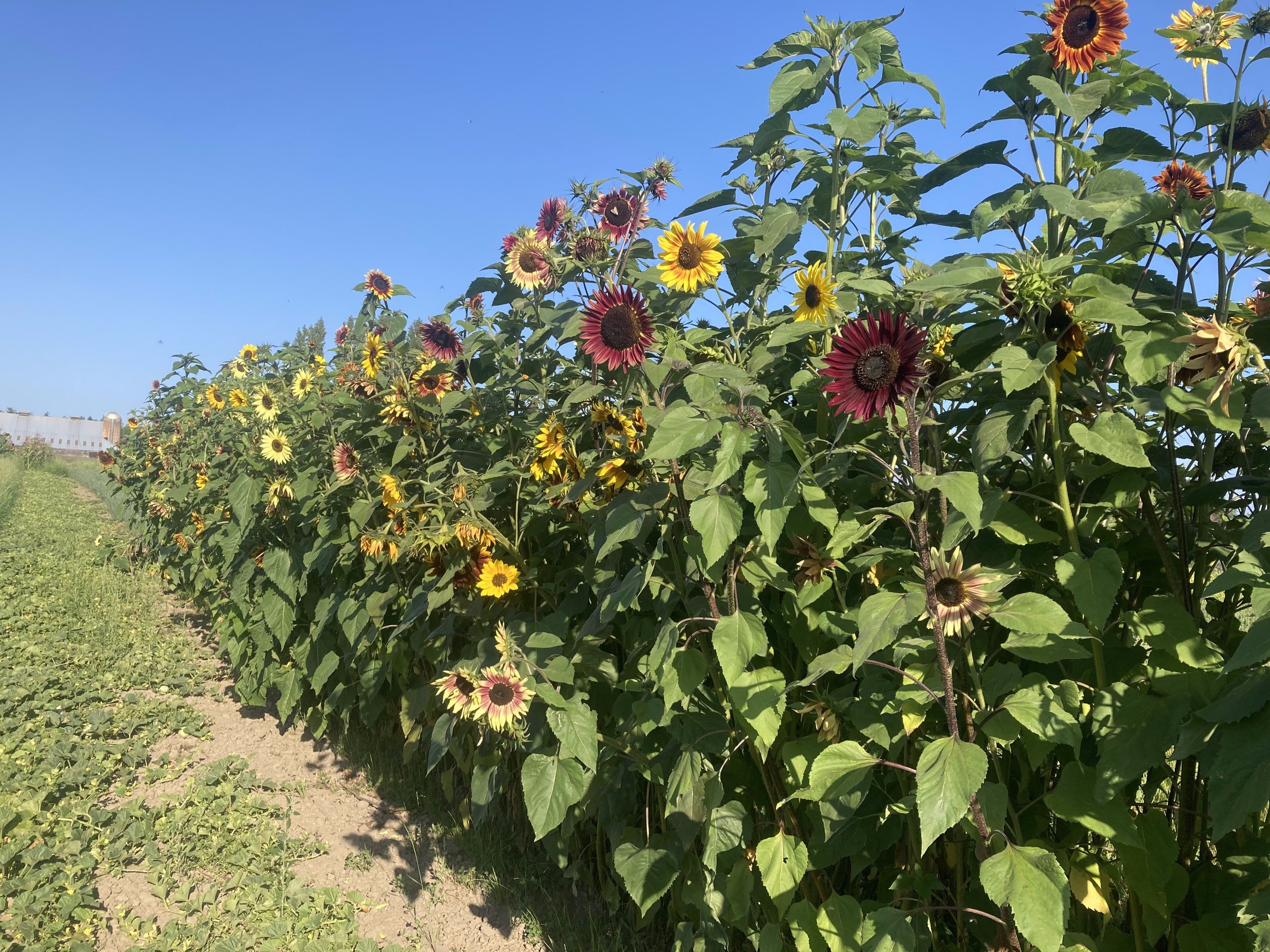 Sunflower Mix | Saltwater Seeds