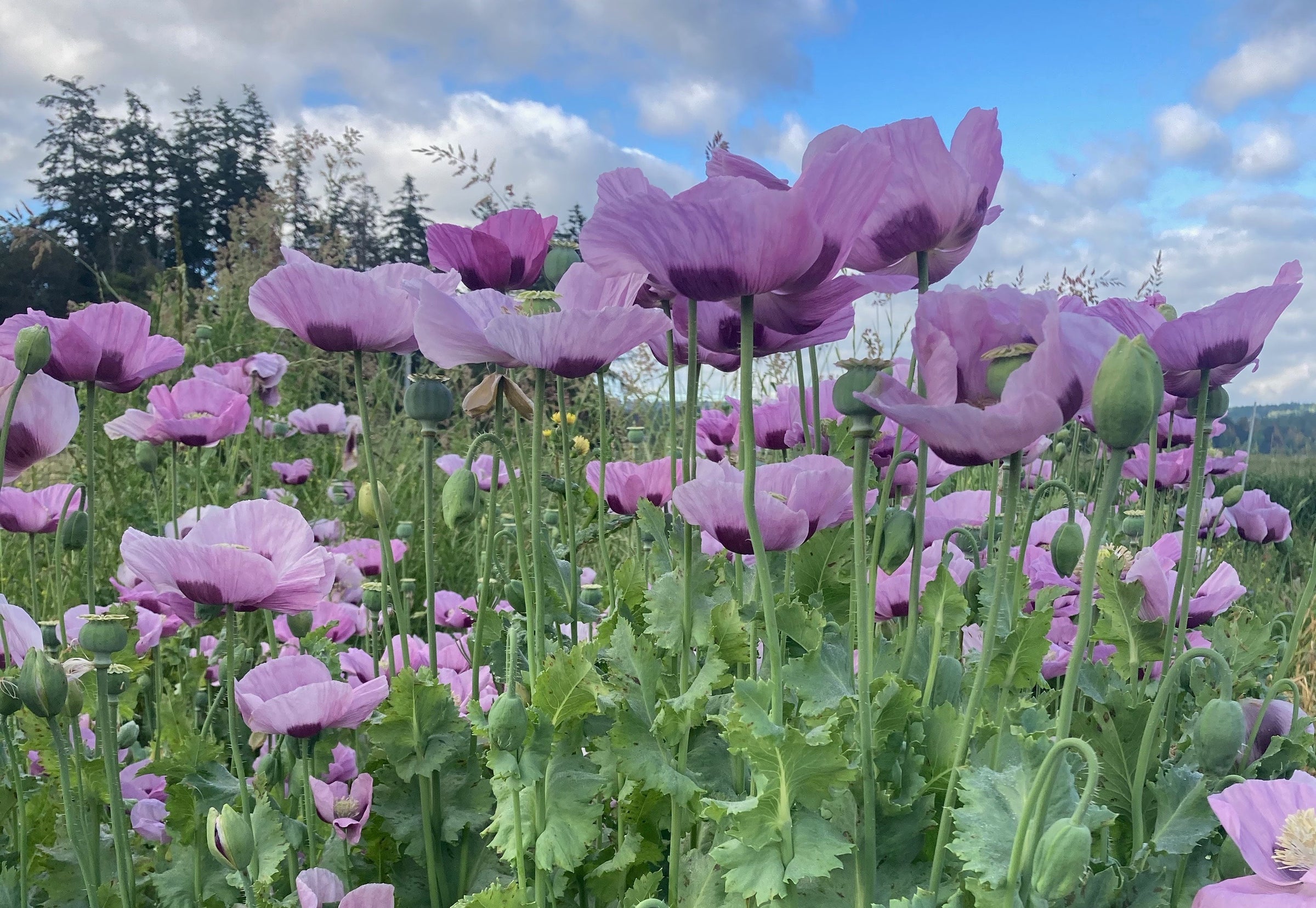 Purple Opium Poppies
