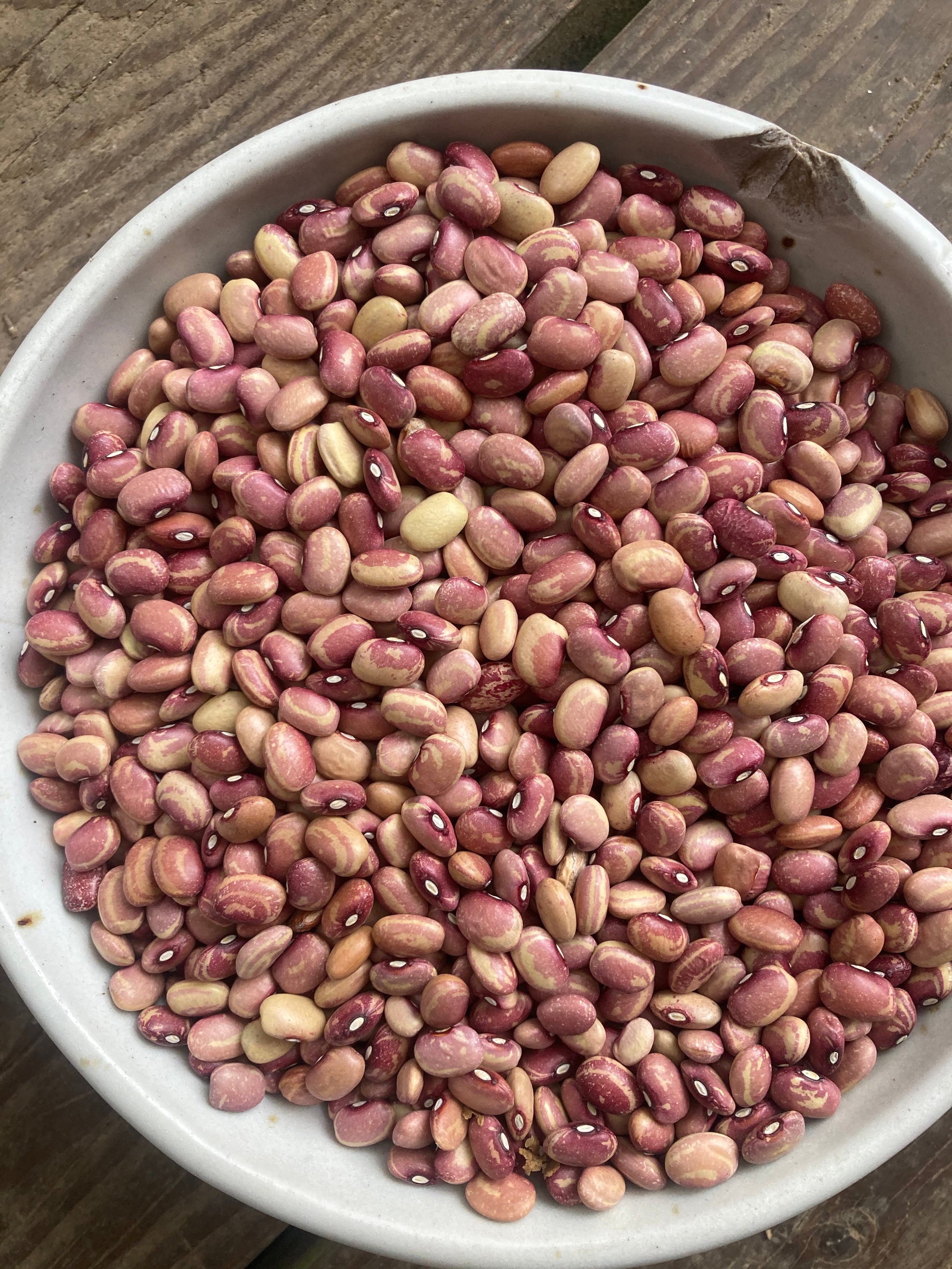 Desert Song Dry Bush Bean | Saltwater Seeds