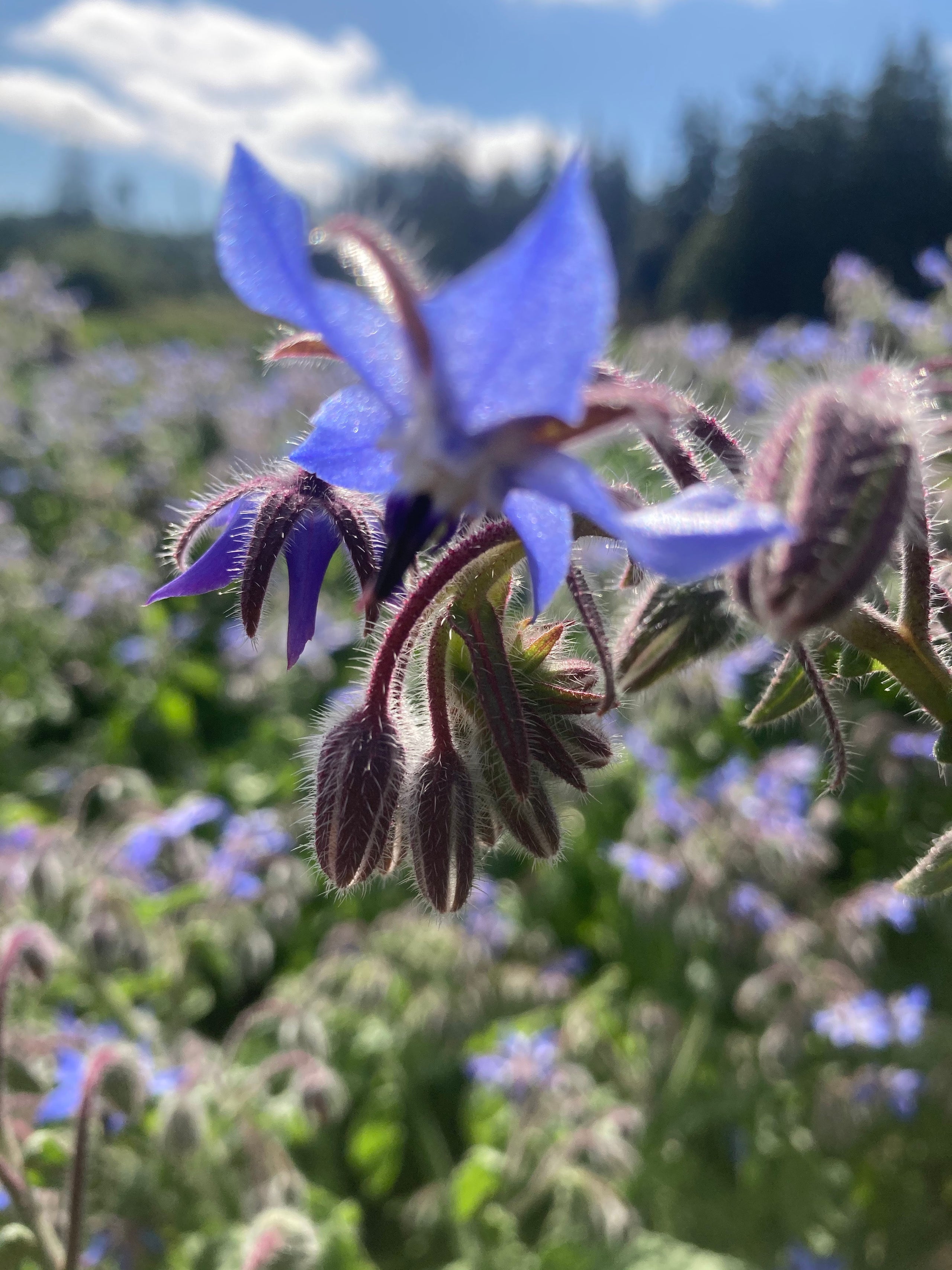 Borage Flower