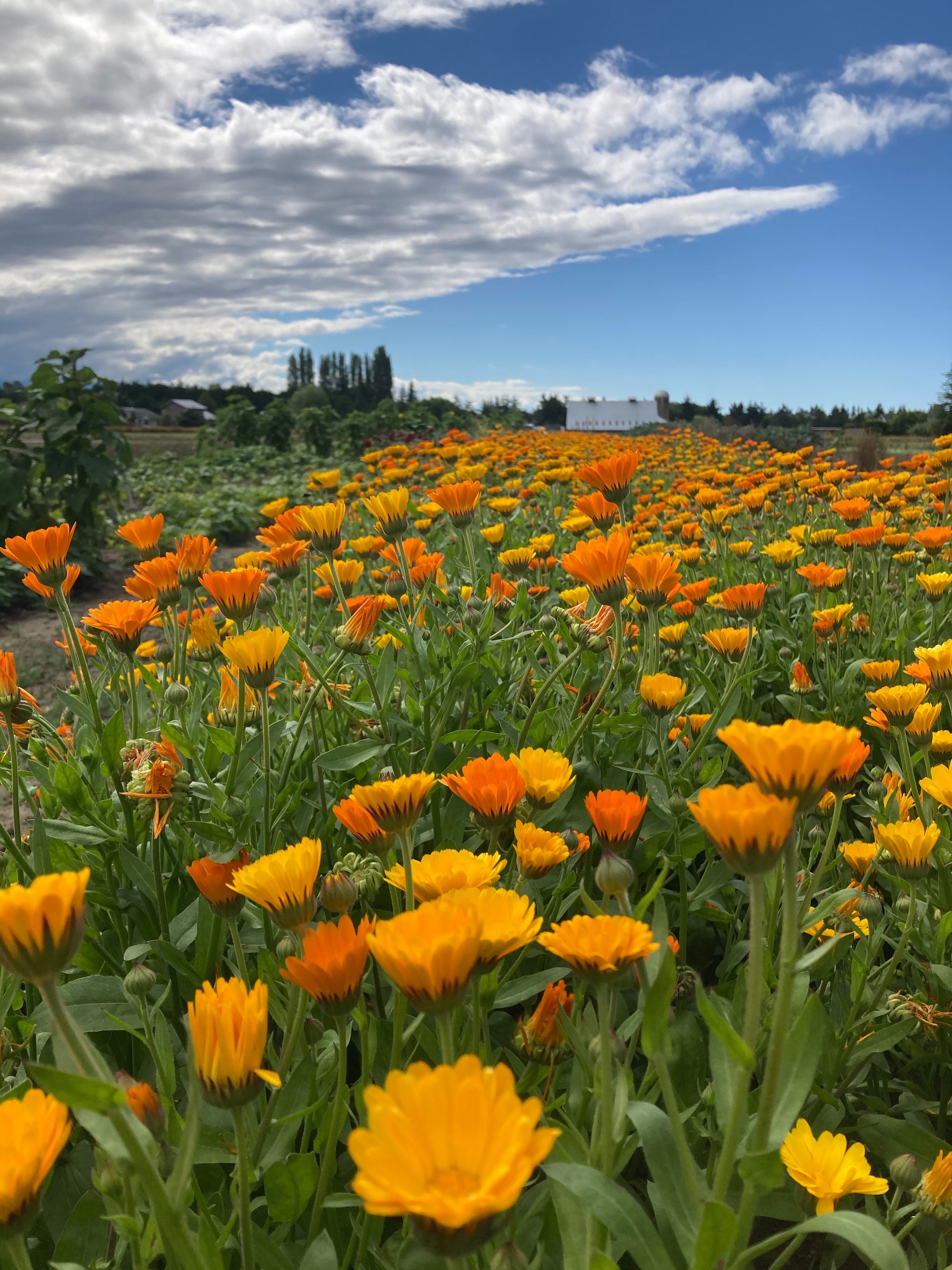 Resina Calendula Saltwaterseeds Resina Calendula Saltwaterseeds